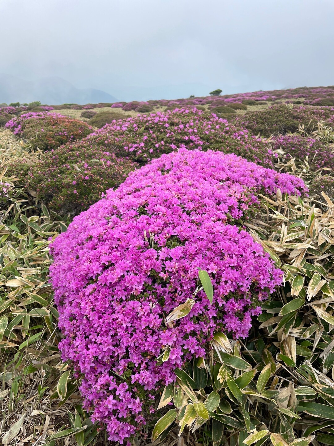 岩井川岳・扇ヶ鼻・星生山・肥前ヶ城 / ☆AYA☆さんの九重山（久住山）・大船山・星生山の活動日記 | YAMAP / ヤマップ