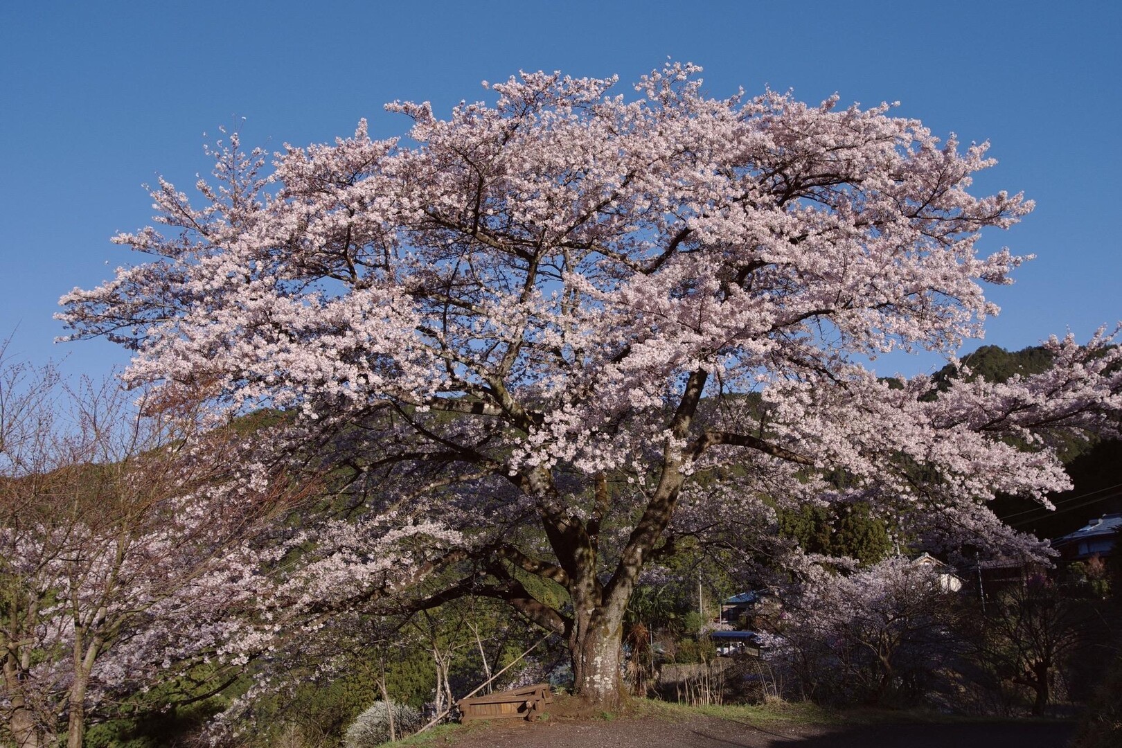 風雨に負けず、さらに旺盛になっていた20... / YUHYAさんのモーメント | YAMAP / ヤマップ