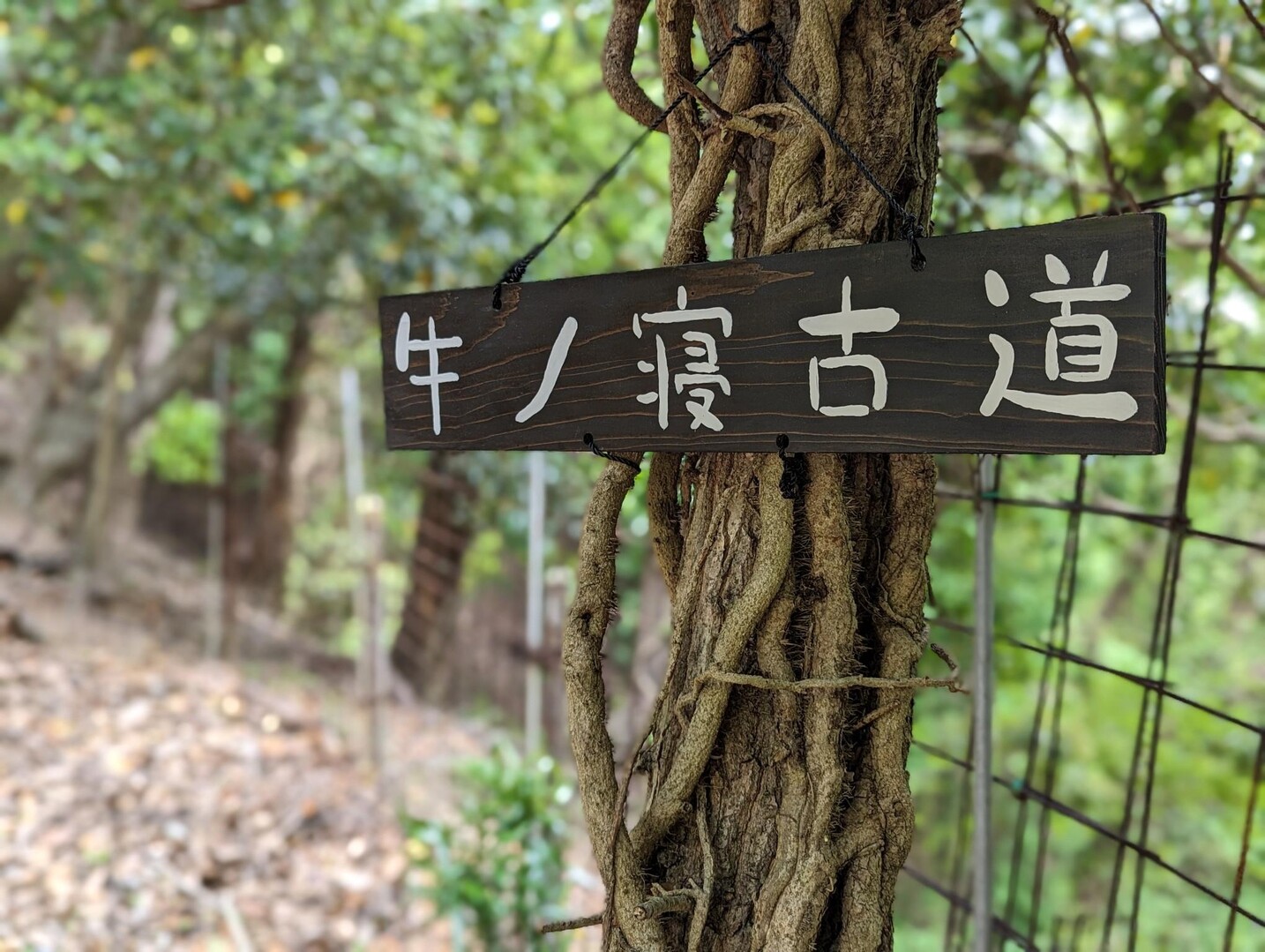 牛ノ寝古道 / やまっぺさんの梨沢・七ツ釜渓谷の活動データ | YAMAP / ヤマップ