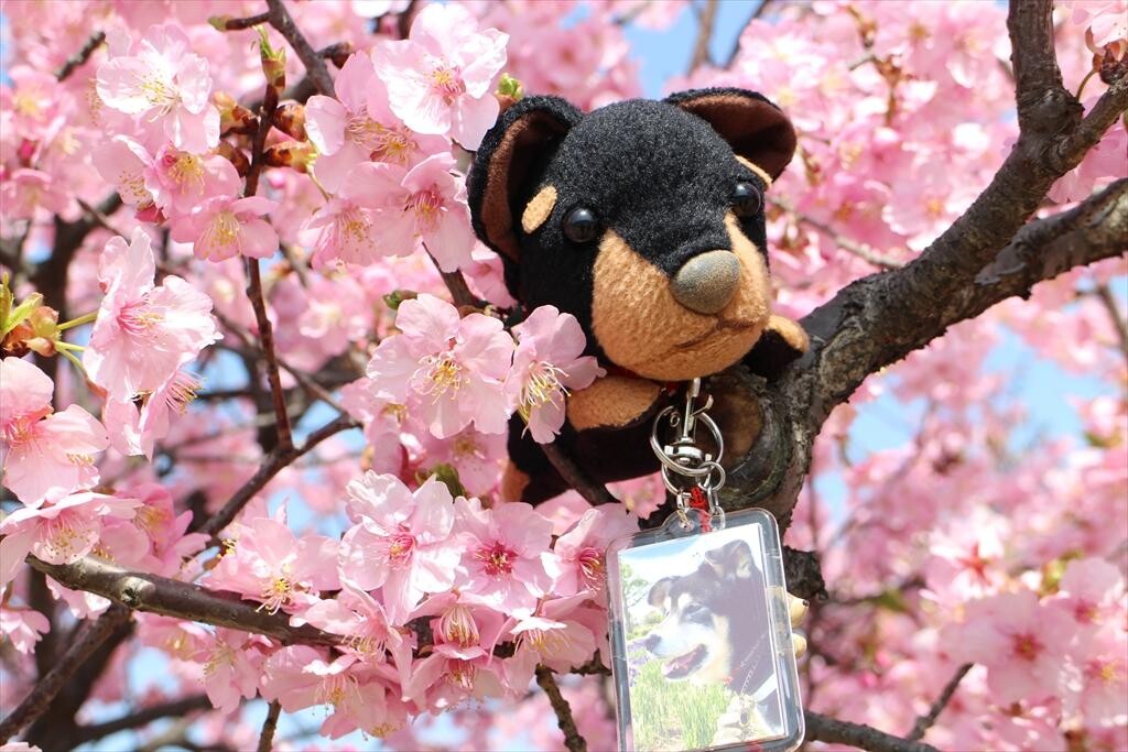 お花見シリーズ 神崎梅園＆倉敷川河津桜 -2023-03-11 / m2.moonさんの倉敷市（倉敷エリア）の活動データ | YAMAP / ヤマップ