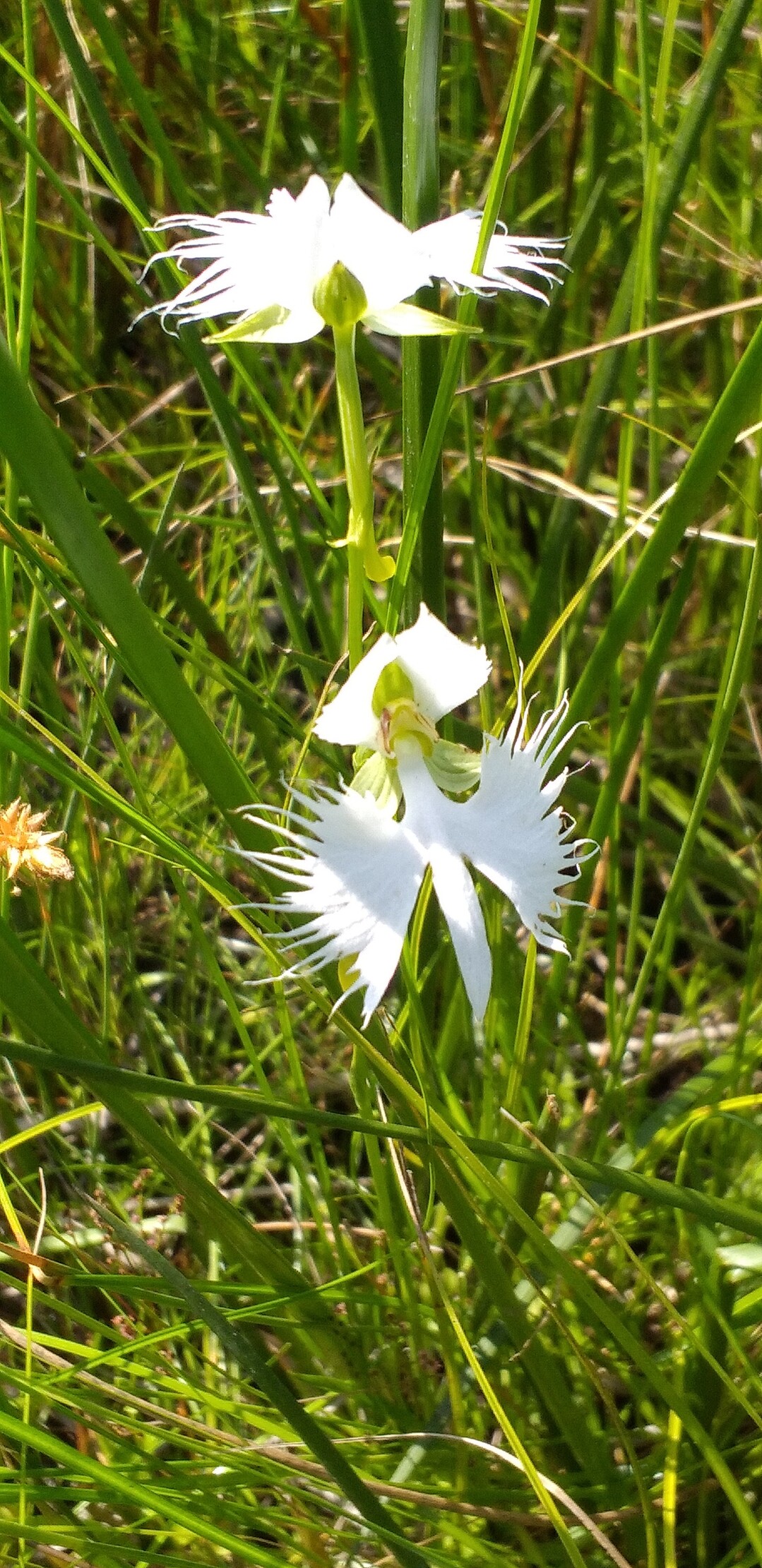 蛇越池のサギソウ 今年も綺麗に咲いていま... / mimiさんのモーメント | YAMAP / ヤマップ