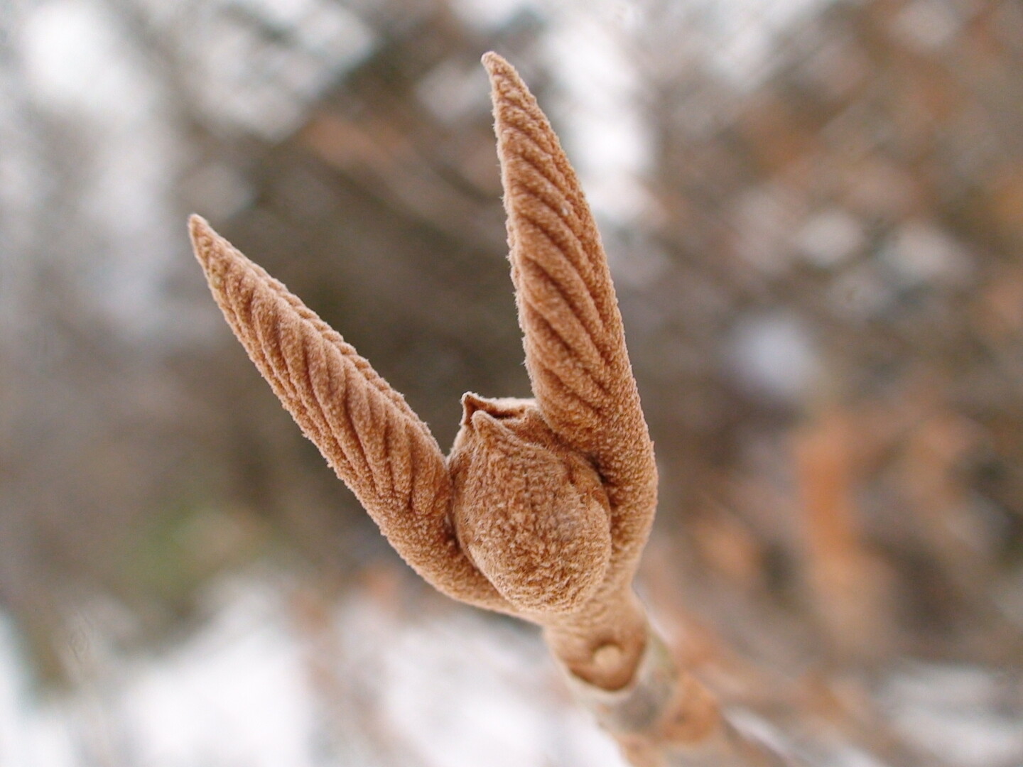 昔の山歩き2007、登り納めのUPです。... / Tona.Yamahasi.E.Sanpoさんのモーメント | YAMAP / ヤマップ