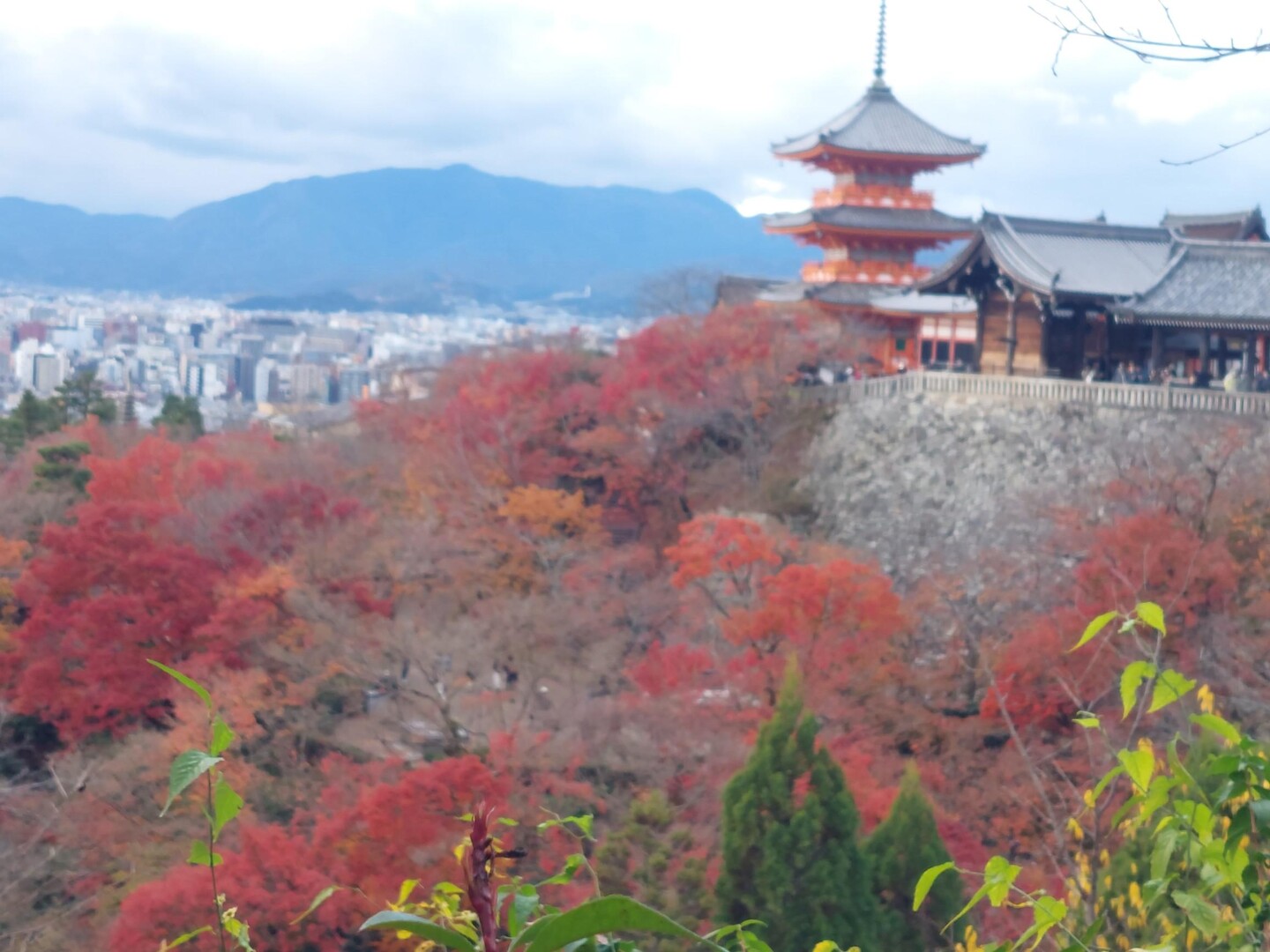 京都、東山、晩秋の紅葉🍁綺麗 まだ、残... / 🐾たまをの🌳さんのモーメント | YAMAP / ヤマップ