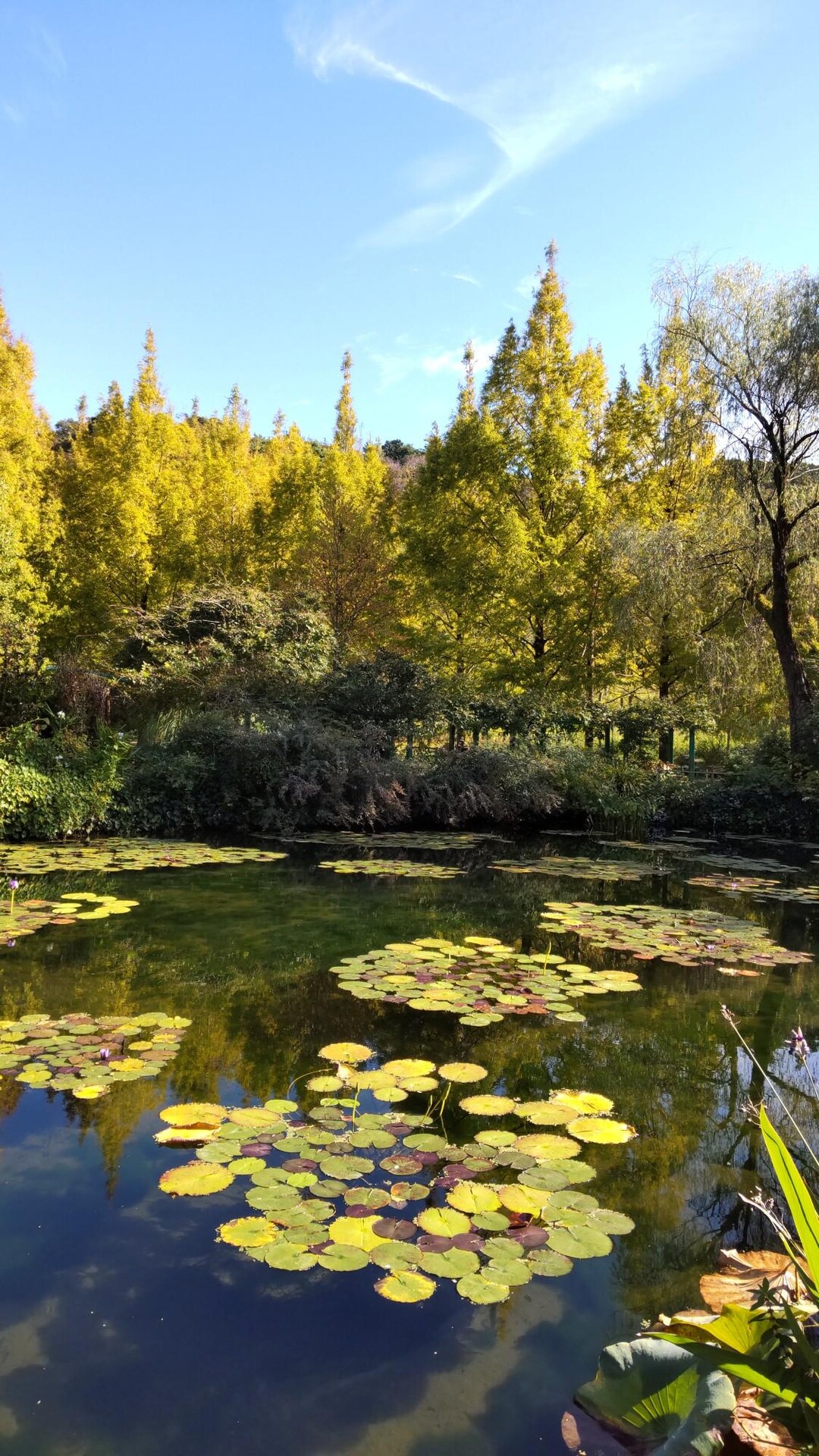 2022/11/6 モネの庭 / たけたけさんのモーメント | YAMAP / ヤマップ