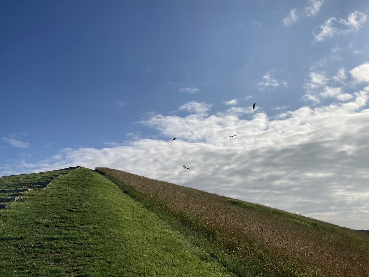 モエレ山・プレイマウンテン / 2525さんの札幌市の活動データ | YAMAP / ヤマップ