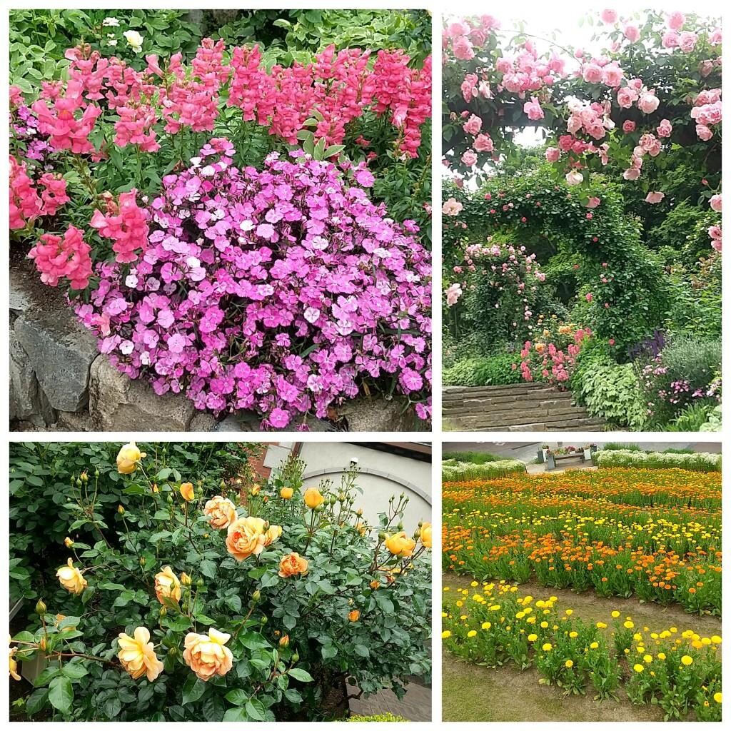 20240521_新神戸_2H_市ヶ原,ハーブ園 / Nicky-Nickさんの神戸市の活動データ | YAMAP / ヤマップ