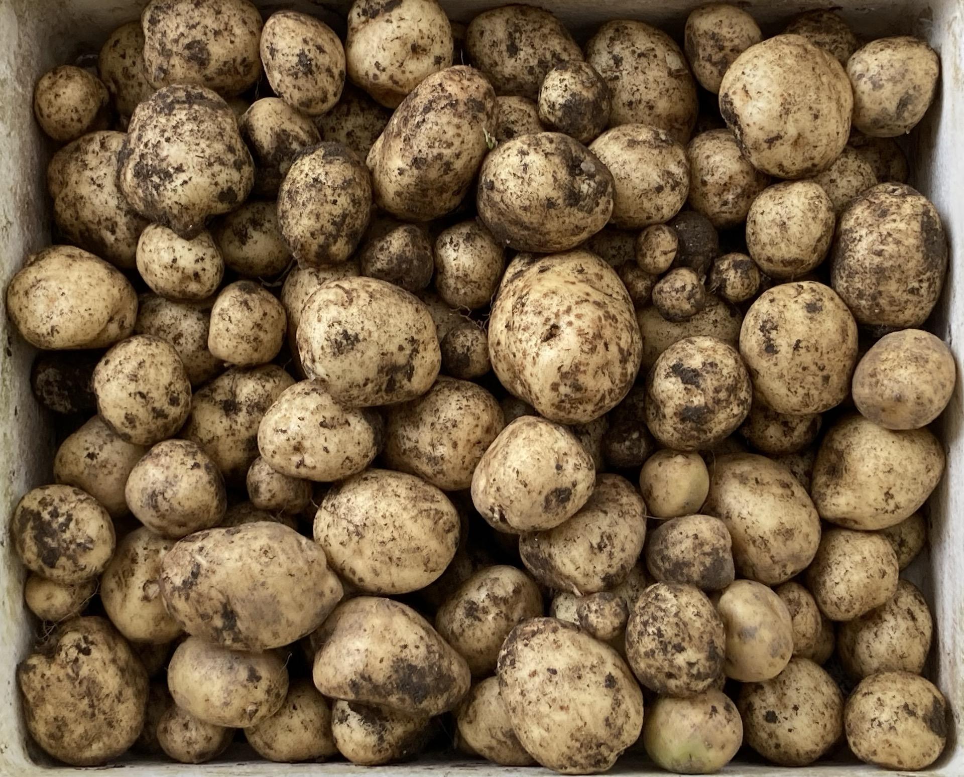 大きくはありませんが、13個の種芋から沢... / Ryu 🐉さんのモーメント | YAMAP / ヤマップ