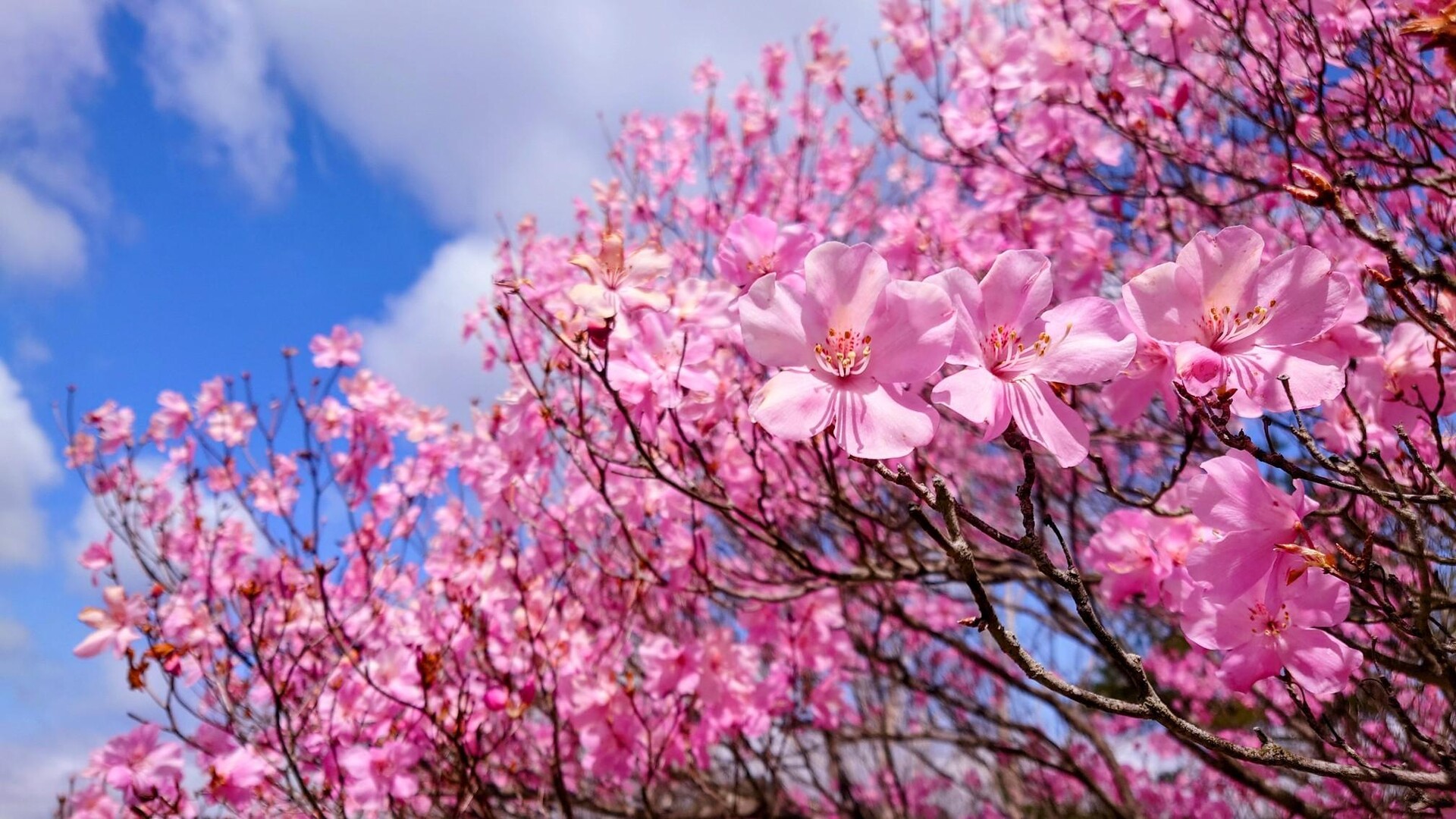 薄紅に染まる⛰小丸山 / capetaさんの皇海山・袈裟丸山・庚申山の活動データ | YAMAP / ヤマップ