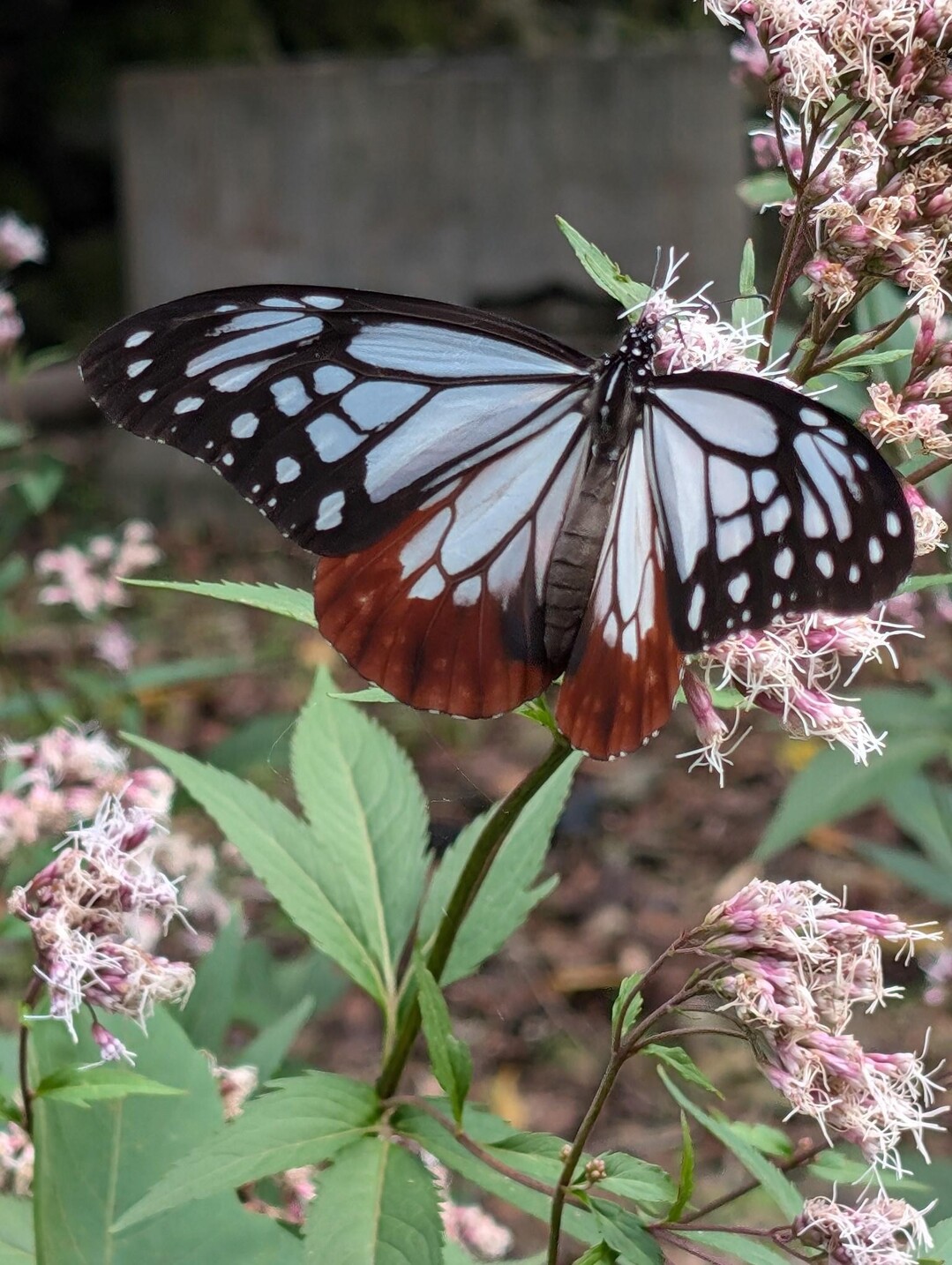 11月3日:文化の日 アサギマダラいこい... / えんしゅうmmさんのモーメント | YAMAP / ヤマップ