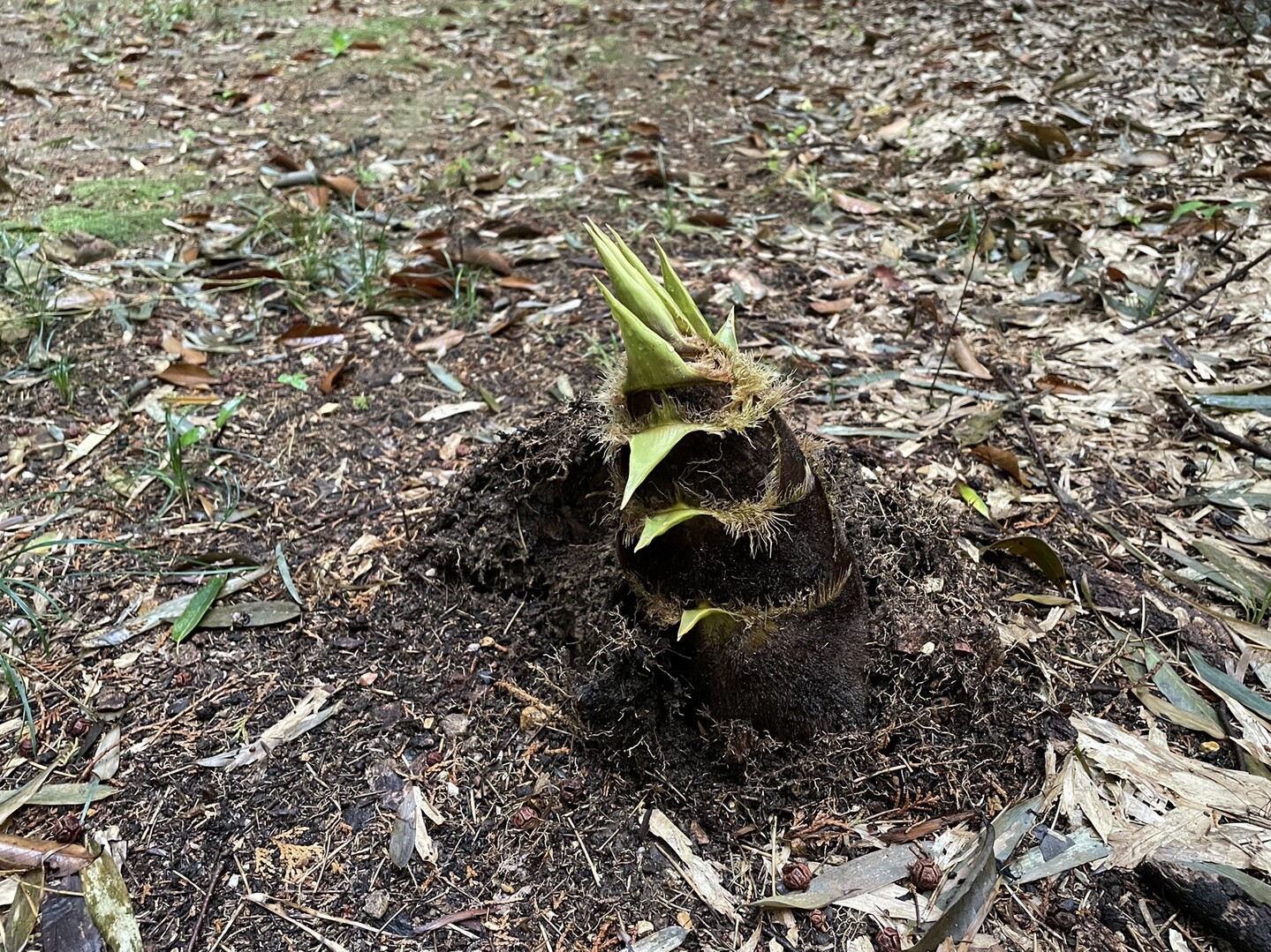 近くの里山にタケノコを撮りに行ってきまし... / osamさんのモーメント | YAMAP / ヤマップ