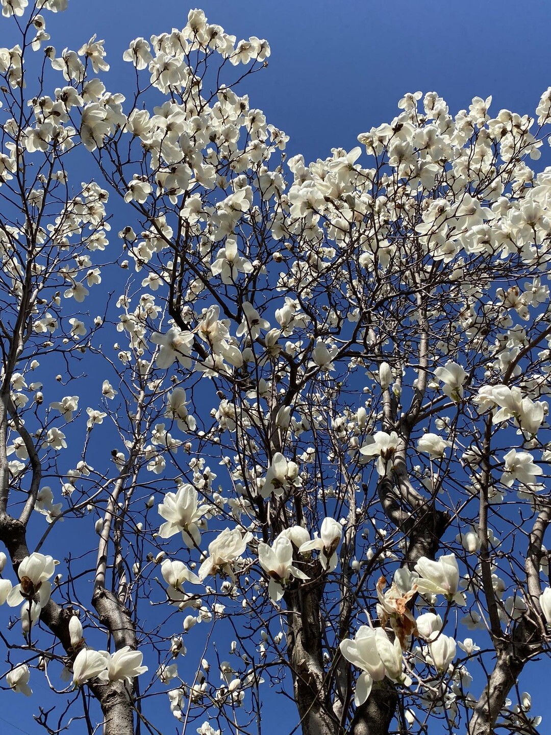観音山・ガベノ城 / yasuko さんの六甲山・長峰山・摩耶山の活動データ | YAMAP / ヤマップ