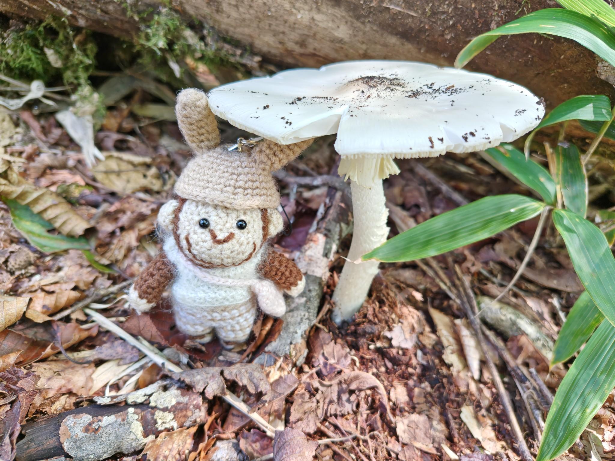 ソロっと🍄🍄‍🟫🍄きのこ祭りの母袋烏帽子岳 / neco-mimiさんの母袋烏帽子岳の活動データ | YAMAP / ヤマップ