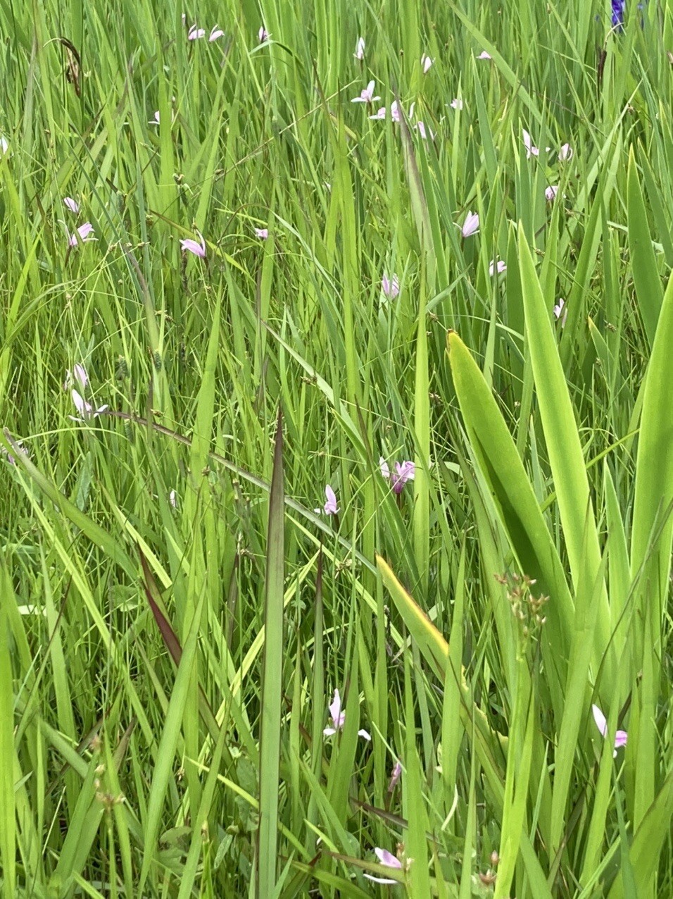 植物園ボランティア R3年5月12日 ... / スノーさんのモーメント | YAMAP / ヤマップ