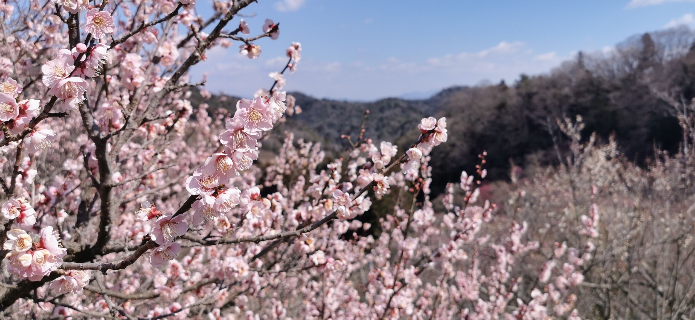 七折梅まつり-2022-03-06 / えびさんの松山市（南エリア）の活動データ | YAMAP / ヤマップ