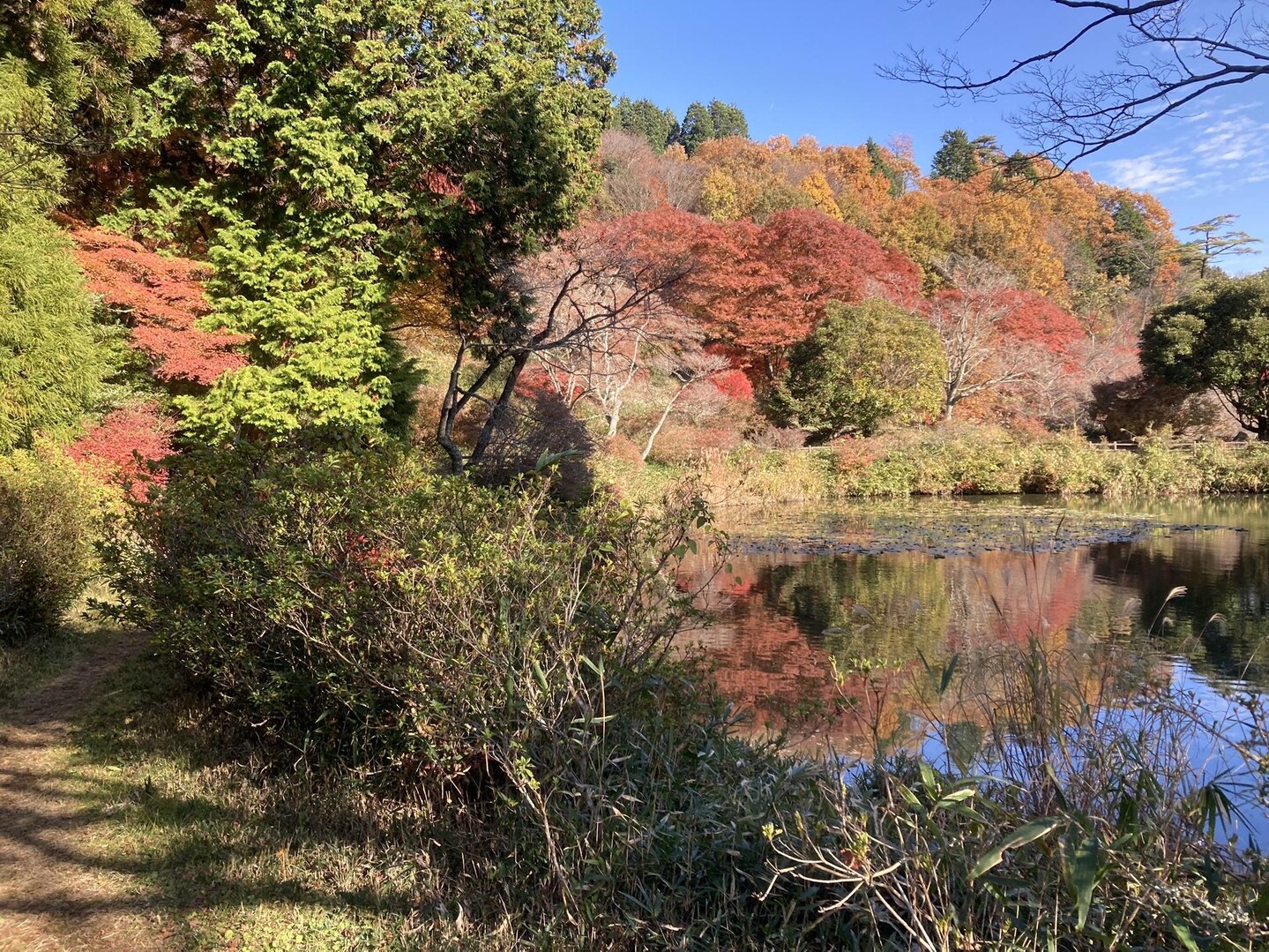 鳥見山・貝ヶ平山・香酔山 / jingerさんの額井岳の活動データ | YAMAP / ヤマップ