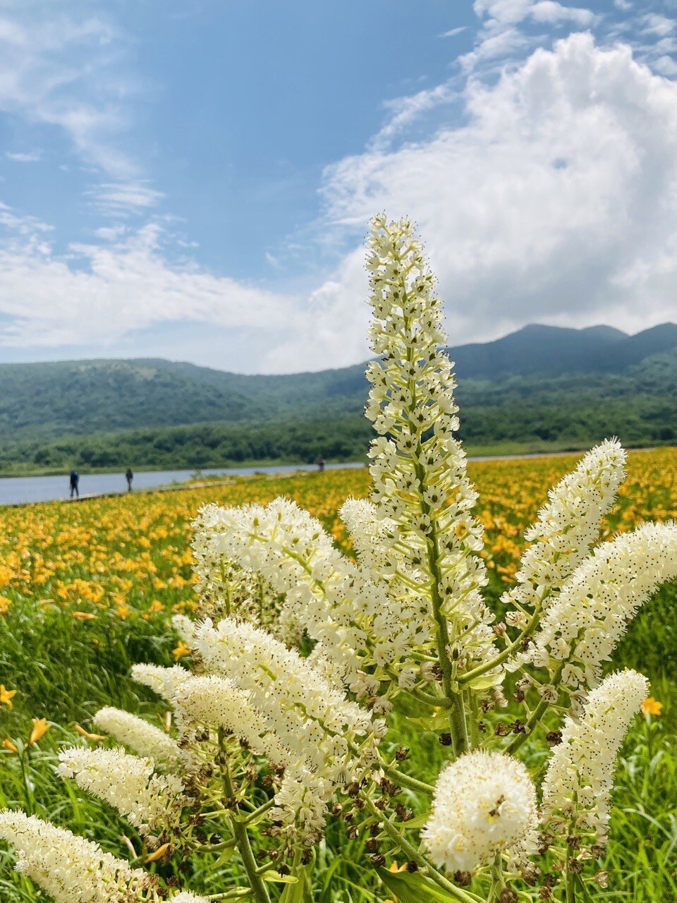 猫魔ヶ岳・雄国沼・金沢峠 / ymatさんの磐梯山・雄国山・赤埴山の活動データ | YAMAP / ヤマップ