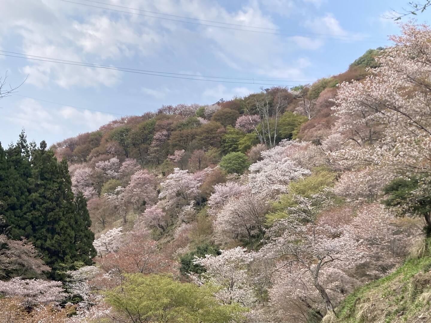 吉野の桜🌸 桜も人もいっぱい / Ryokoさんの吉野山・青根ヶ峰・百貝岳の活動データ | YAMAP / ヤマップ