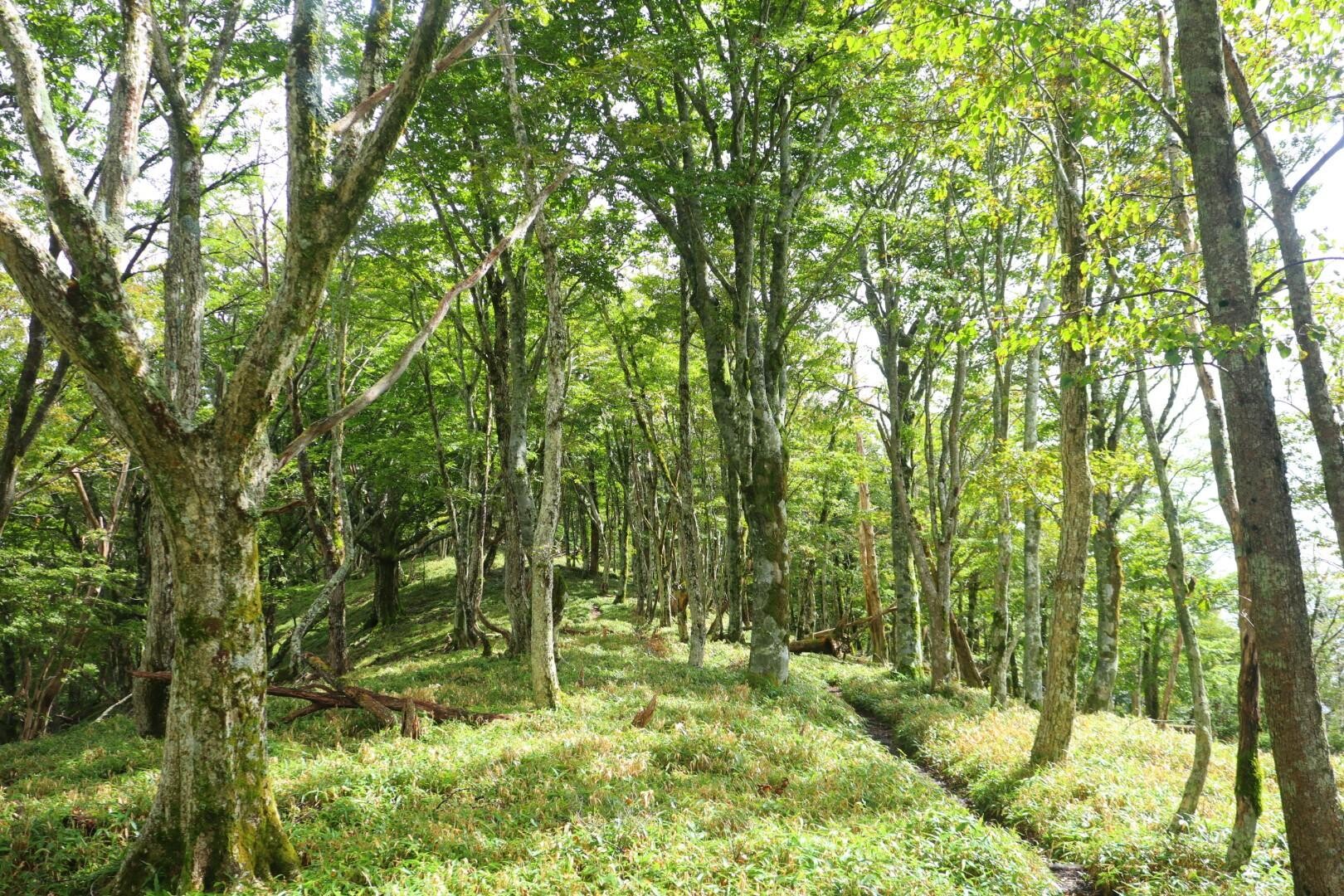 平和丸・高ノ瀬・丸石 / Miekaさんの三嶺・天狗塚・石立山の活動データ | YAMAP / ヤマップ