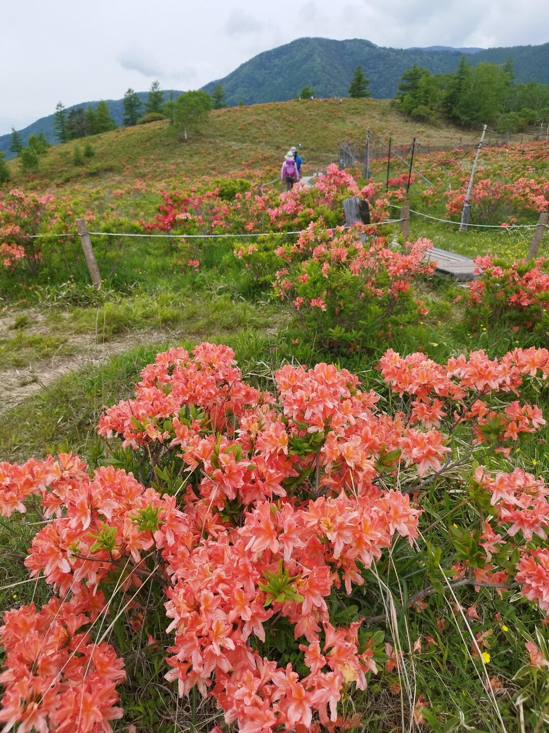 甘利山 千頭星山 / horitakaさんの鳳凰山・地蔵岳・観音岳・薬師岳の活動データ | YAMAP / ヤマップ