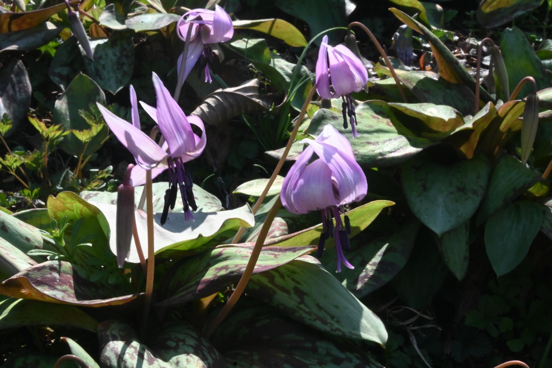 カタクリの花を観に / Naope!さんの吉祥山の活動データ | YAMAP / ヤマップ