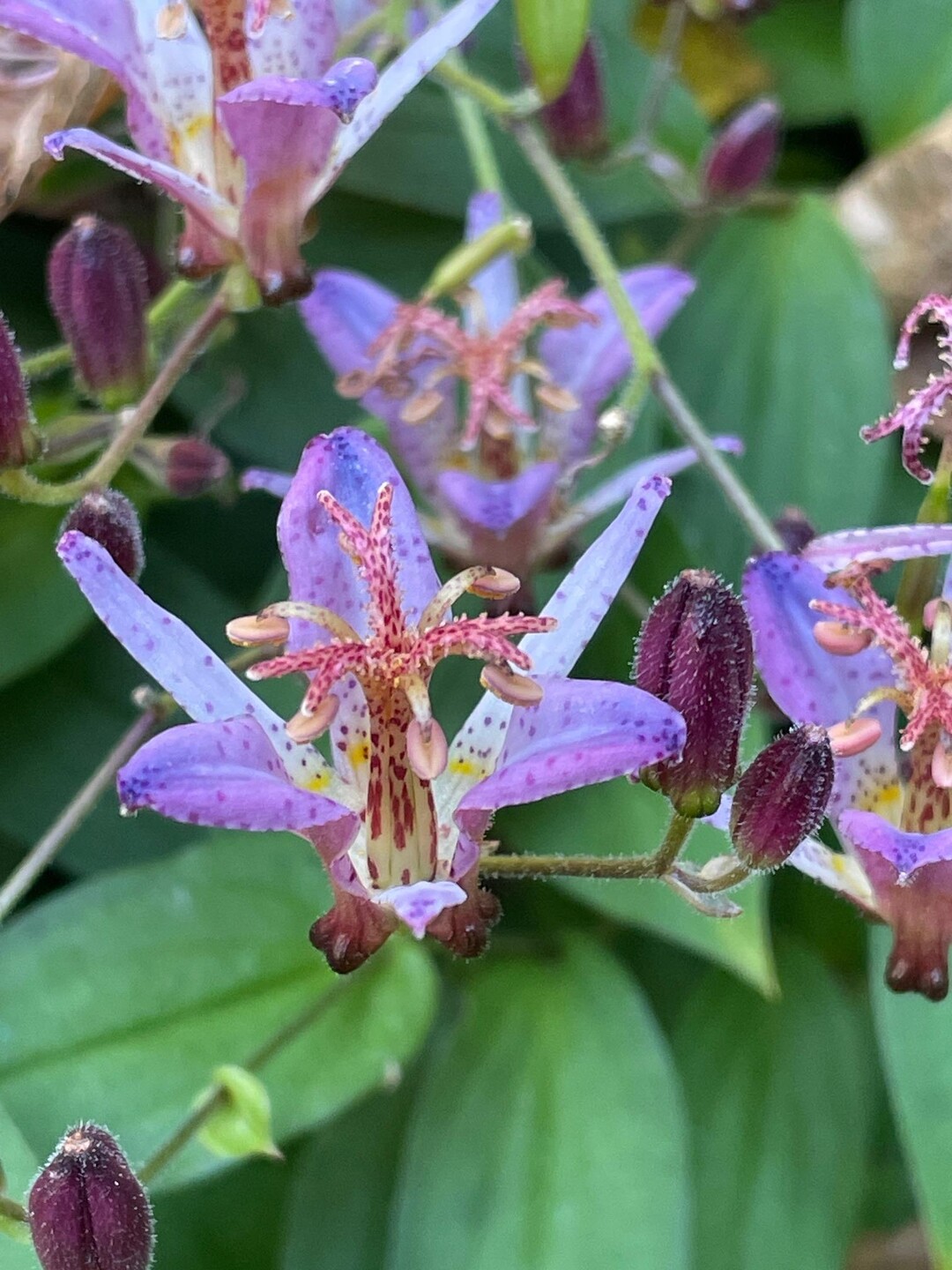 高ボッチ山 / sayoさんの鉢伏山・高ボッチ山・三峰山の活動データ | YAMAP / ヤマップ