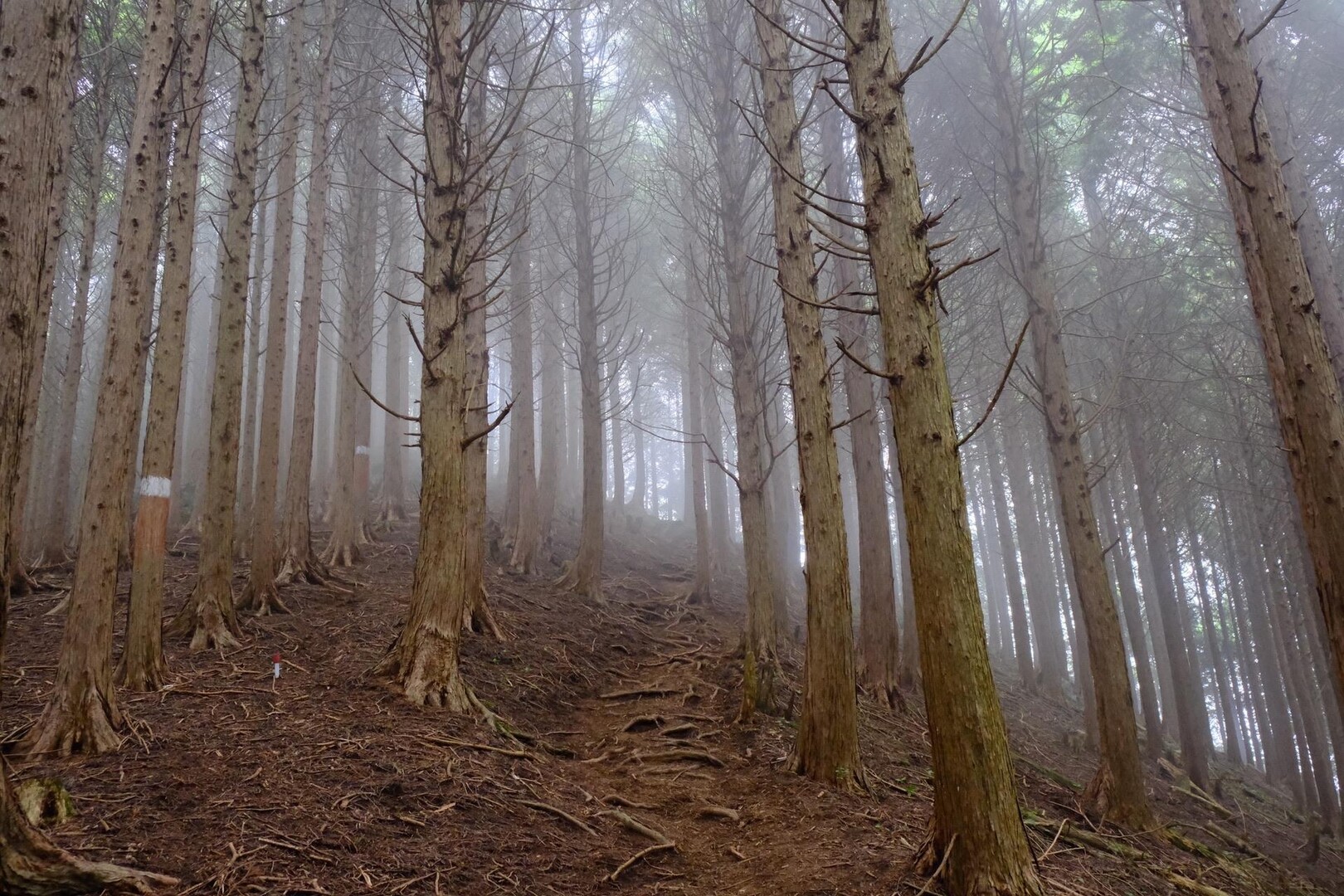 御前山-2023-06-19 / Masashiさんの大岳山・御岳山・御前山の活動日記 | YAMAP / ヤマップ