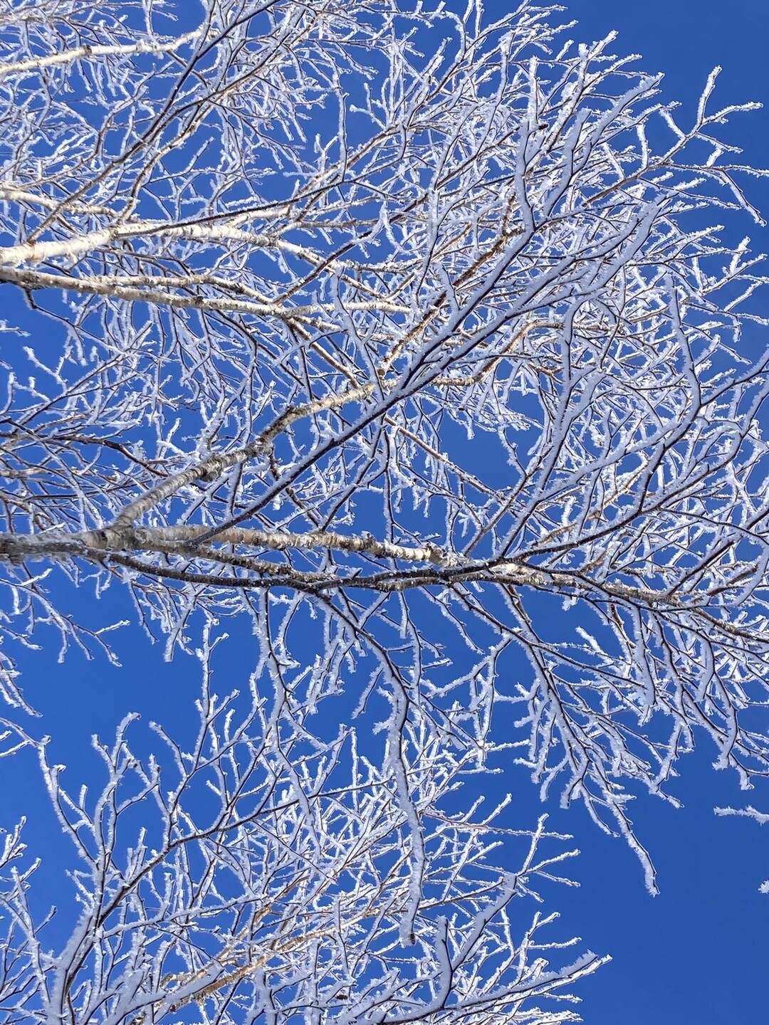 黒檜山・駒ヶ岳 / フジ239さんの赤城山・黒檜山・荒山の活動データ | YAMAP / ヤマップ