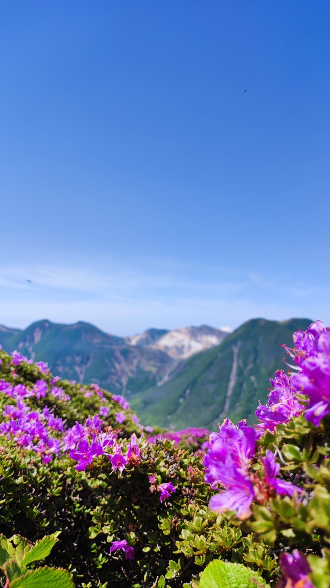 くじゅう連山 平治岳でミヤマキリシマを楽... / sinさんのモーメント | YAMAP / ヤマップ