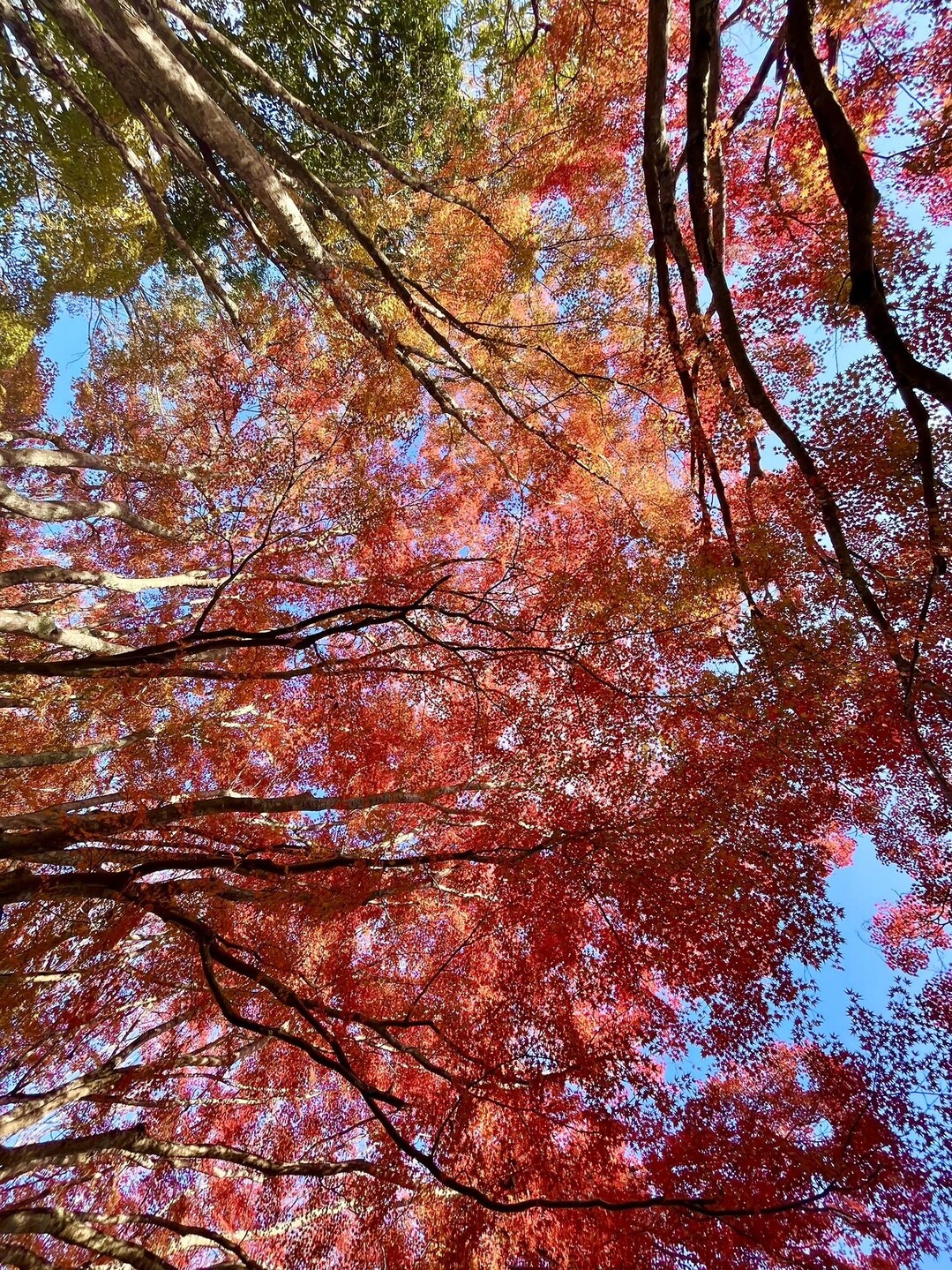 王地山 / masuminさんの高城山の活動データ | YAMAP / ヤマップ