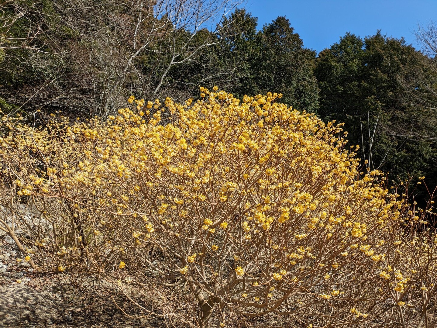 白猪山二ノ峰・白猪山 / 1104さんの白猪山の活動データ | YAMAP / ヤマップ