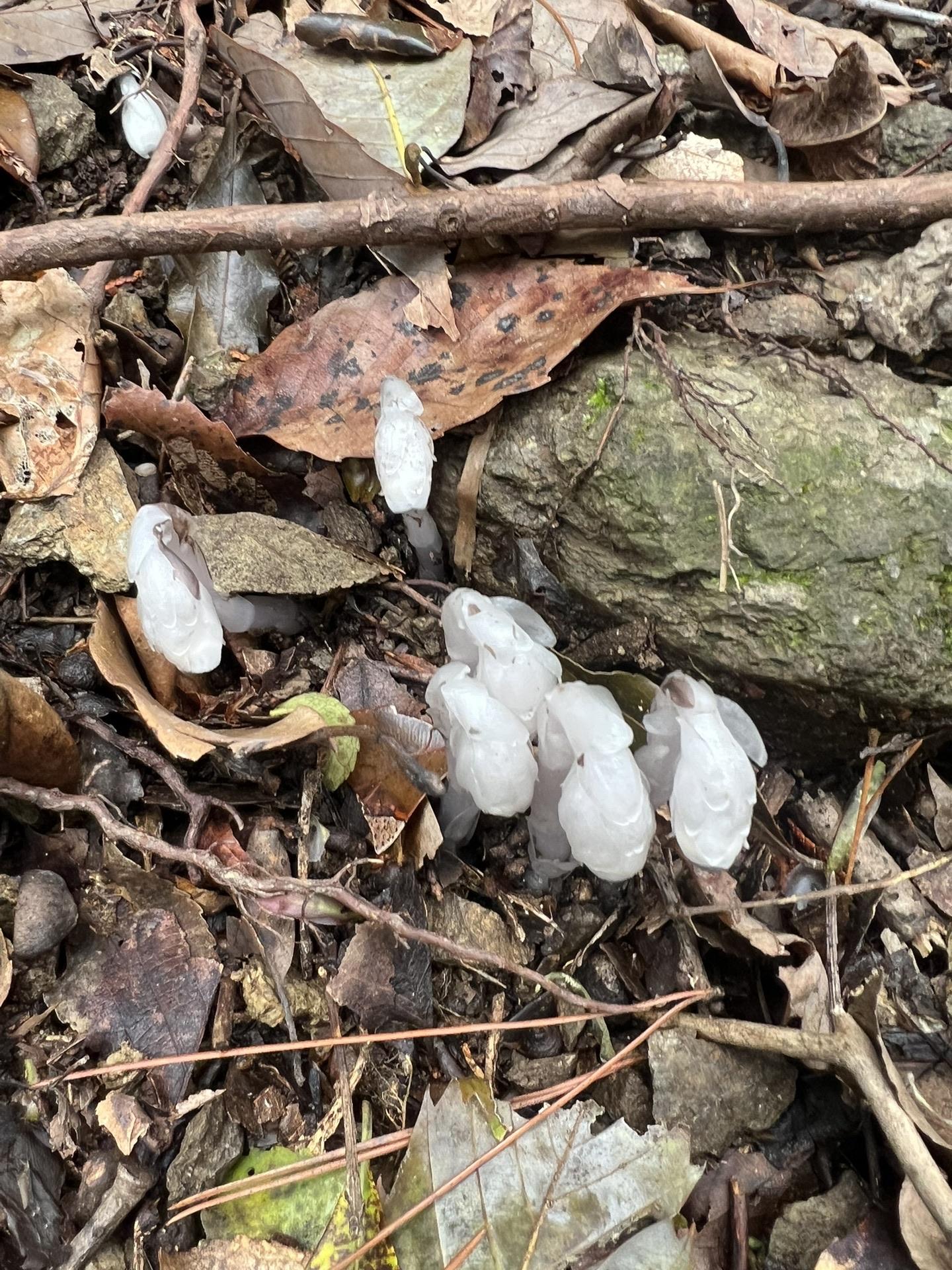 高峰ノ森 / ta3netさんの国見山（雪光山）の活動データ | YAMAP / ヤマップ