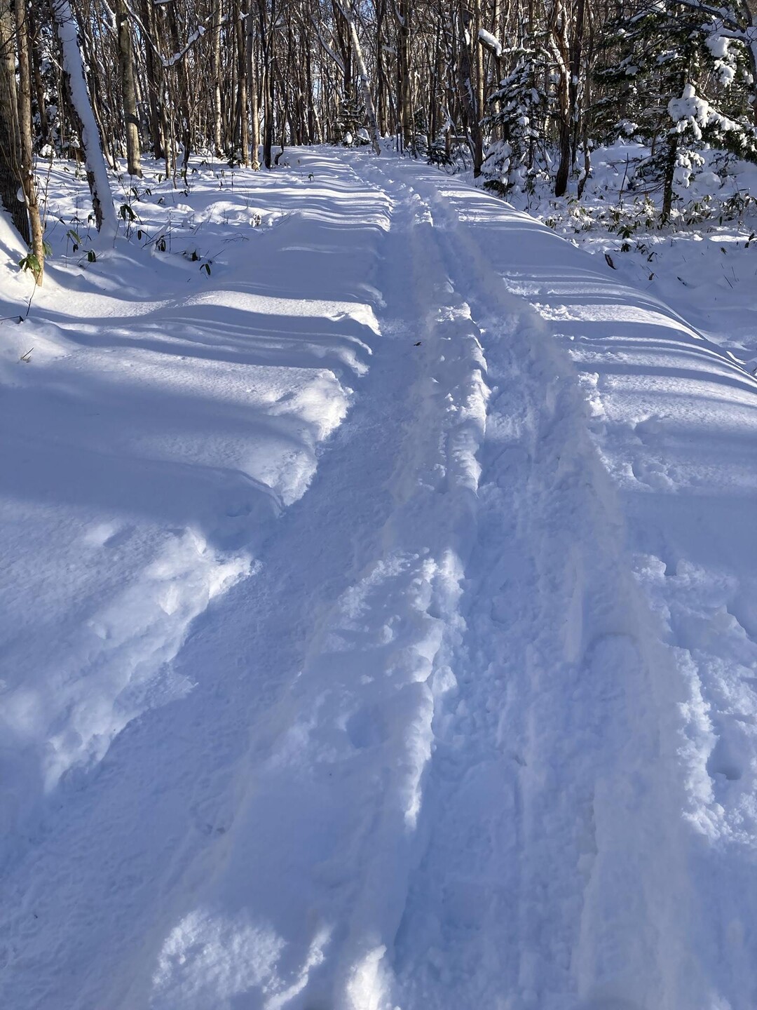 新雪の野幌森林公園-2024-12-14 / mokoさんの野幌森林公園の活動データ | YAMAP / ヤマップ