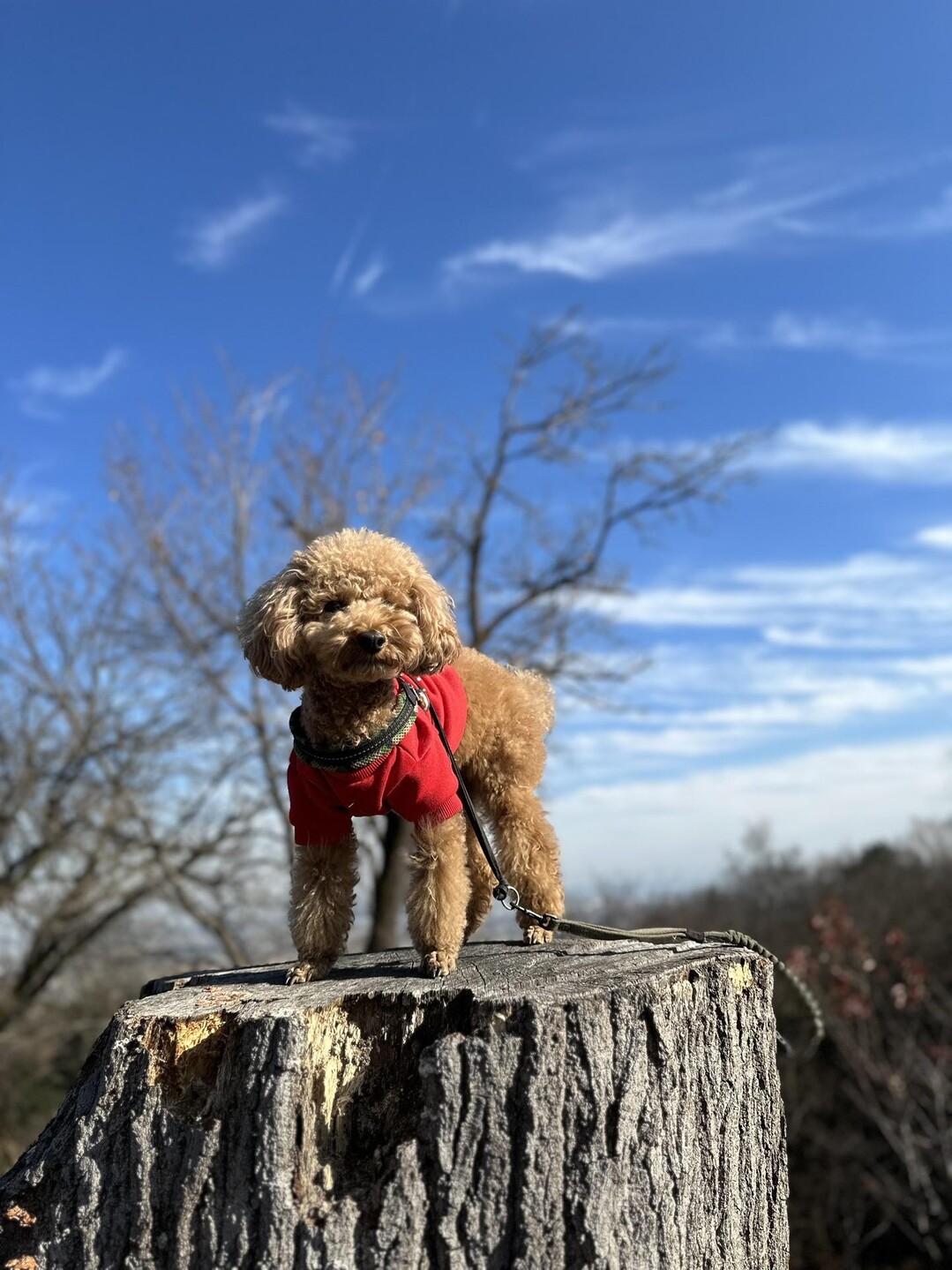 権現山・弘法山 / AMURO &AKIさんの弘法山の活動データ | YAMAP / ヤマップ