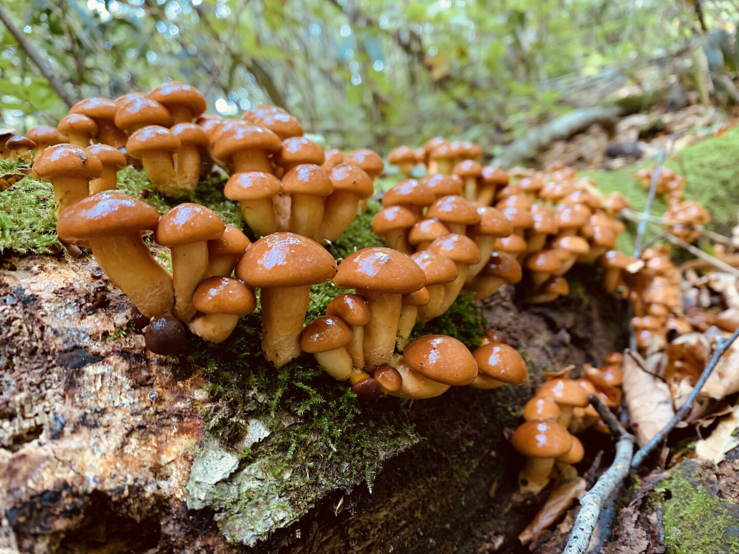 最近は、ナメコ採りながらの、写ん歩。 / masa／ Sさんのモーメント | YAMAP / ヤマップ