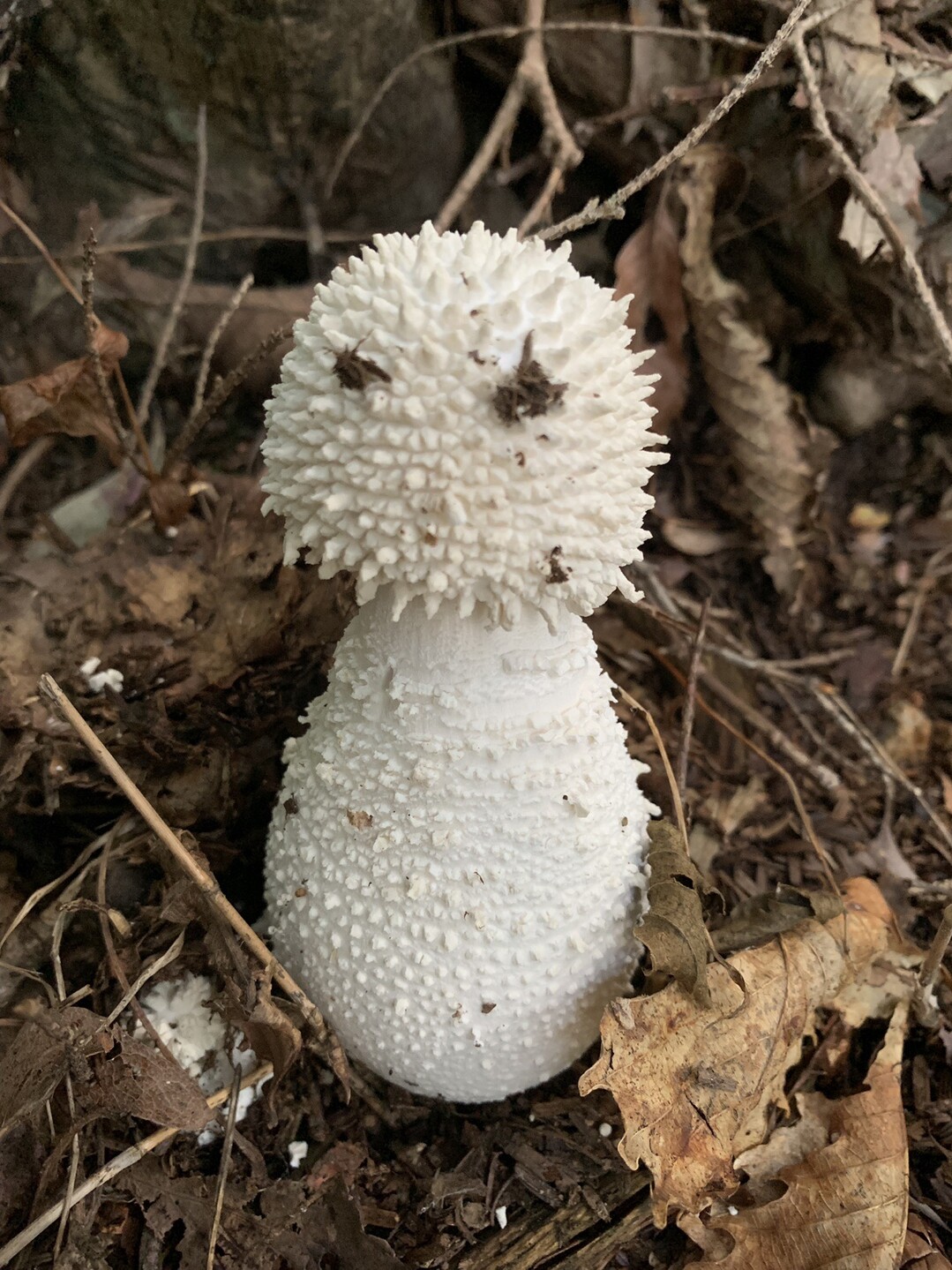 祝 二男初登頂。 / NAOKINGさんの十方山の活動データ | YAMAP / ヤマップ