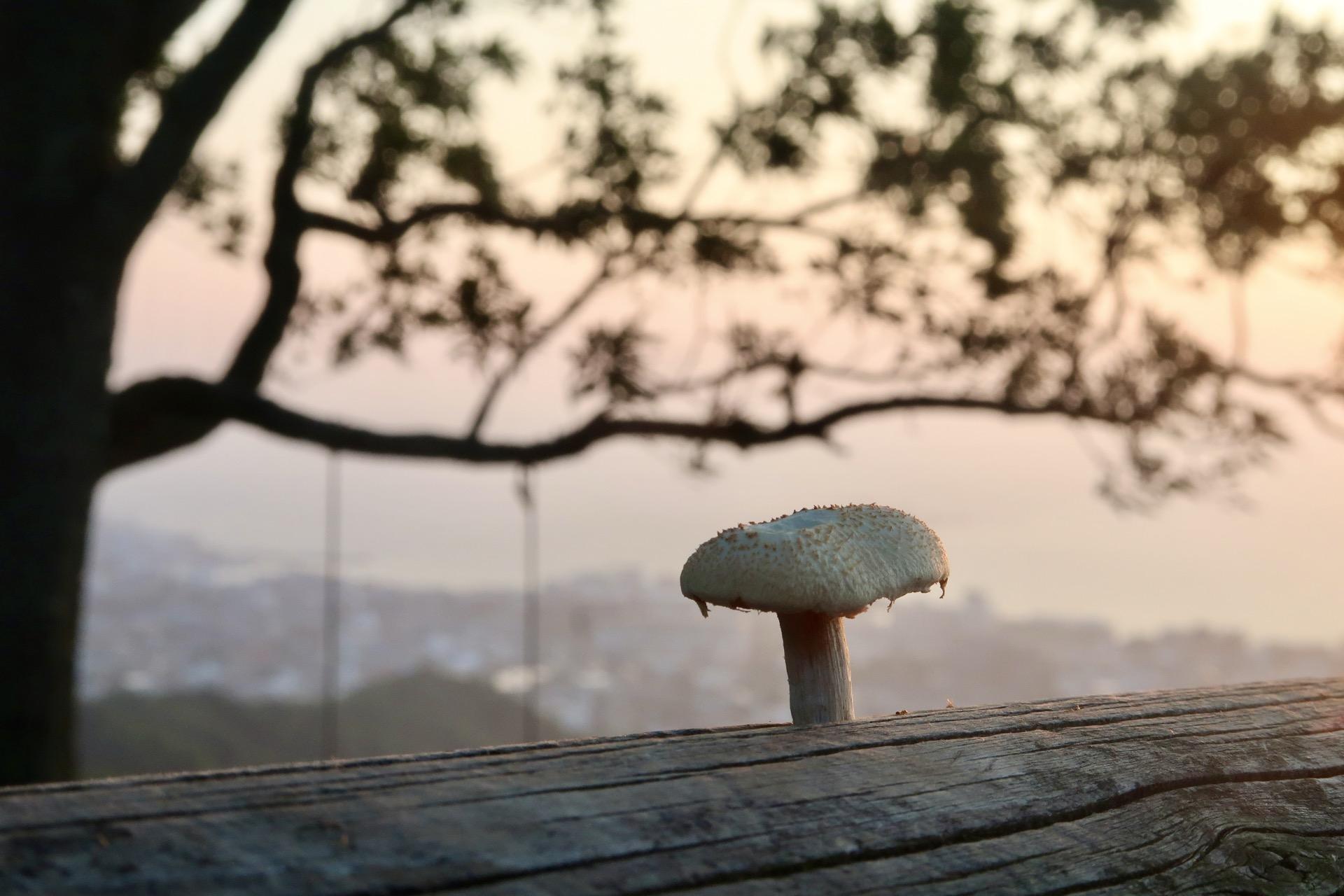 犬散歩🐕 ソッカ・仙元山🍄‍🟫 / heeさんの三浦アルプス・二子山・仙元山の活動データ | YAMAP / ヤマップ