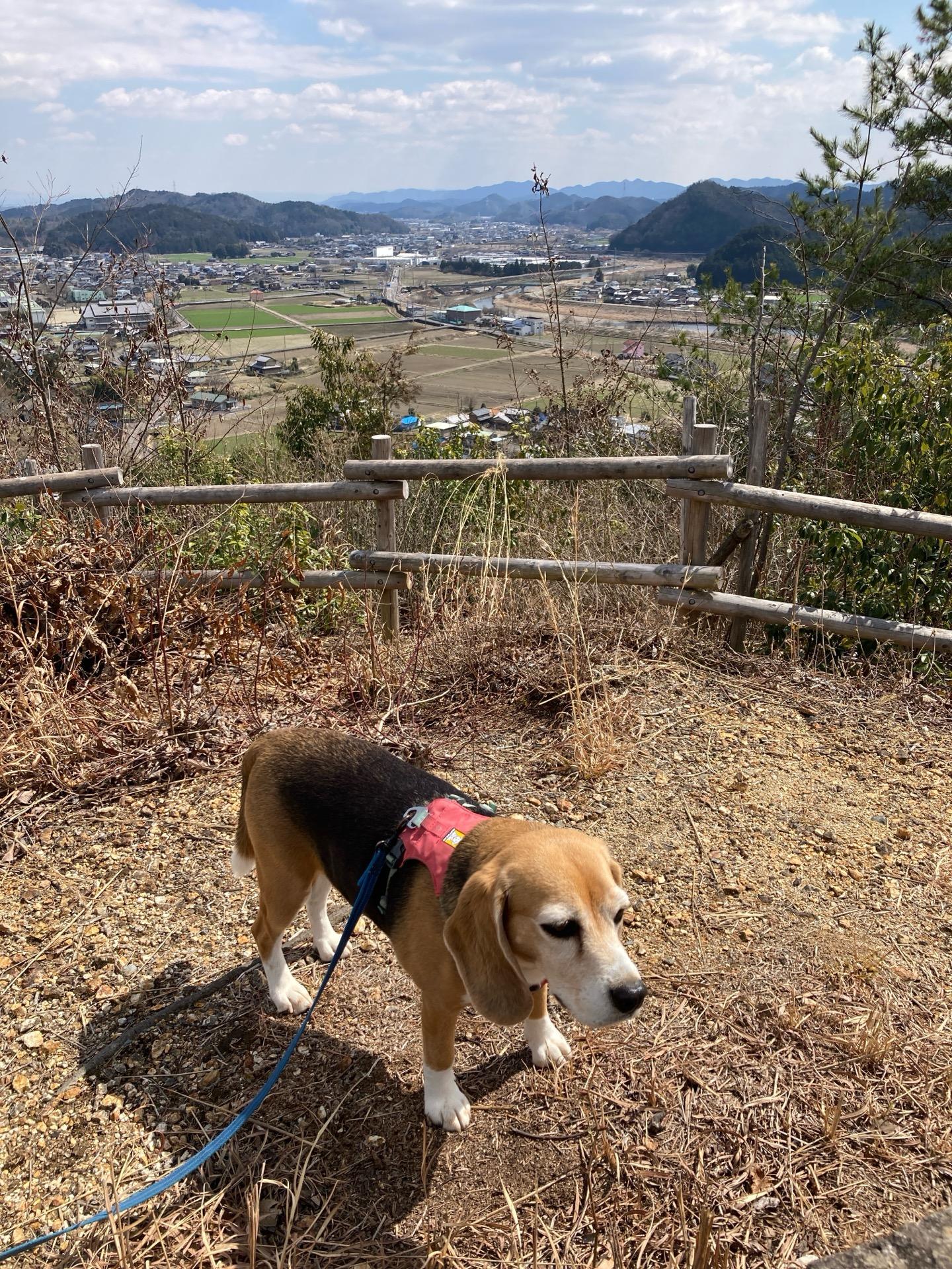 水道山🐶犬連れ / 山旅犬🐶ロマチッチ lomachicciさんの井ノ山の活動データ | YAMAP / ヤマップ