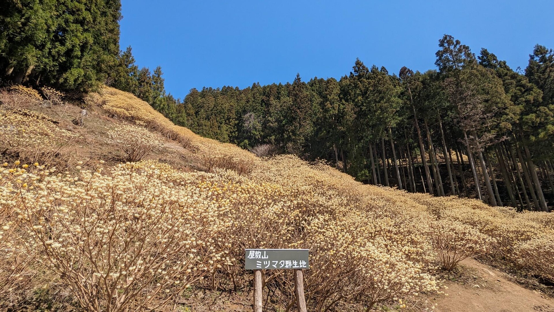 Oh！yeah ミツマタパラダイス / じょにーさんの根本山・熊鷹山・氷室山の活動データ | YAMAP / ヤマップ