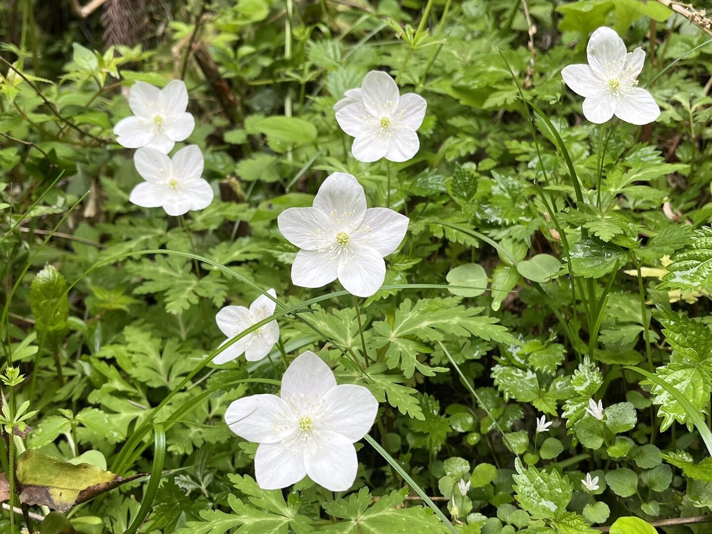170回目の金剛山⛰️ / OLD HOUSEさんの金剛山・二上山・大和葛城山の活動データ | YAMAP / ヤマップ