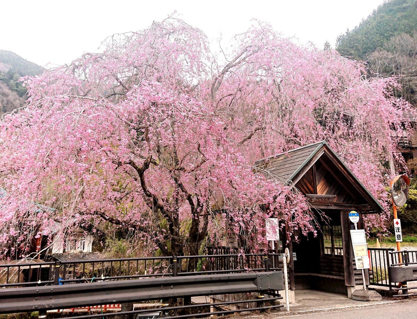浅間嶺・乙津花の里 / ashさんの浅間嶺・松生山の活動データ | YAMAP / ヤマップ
