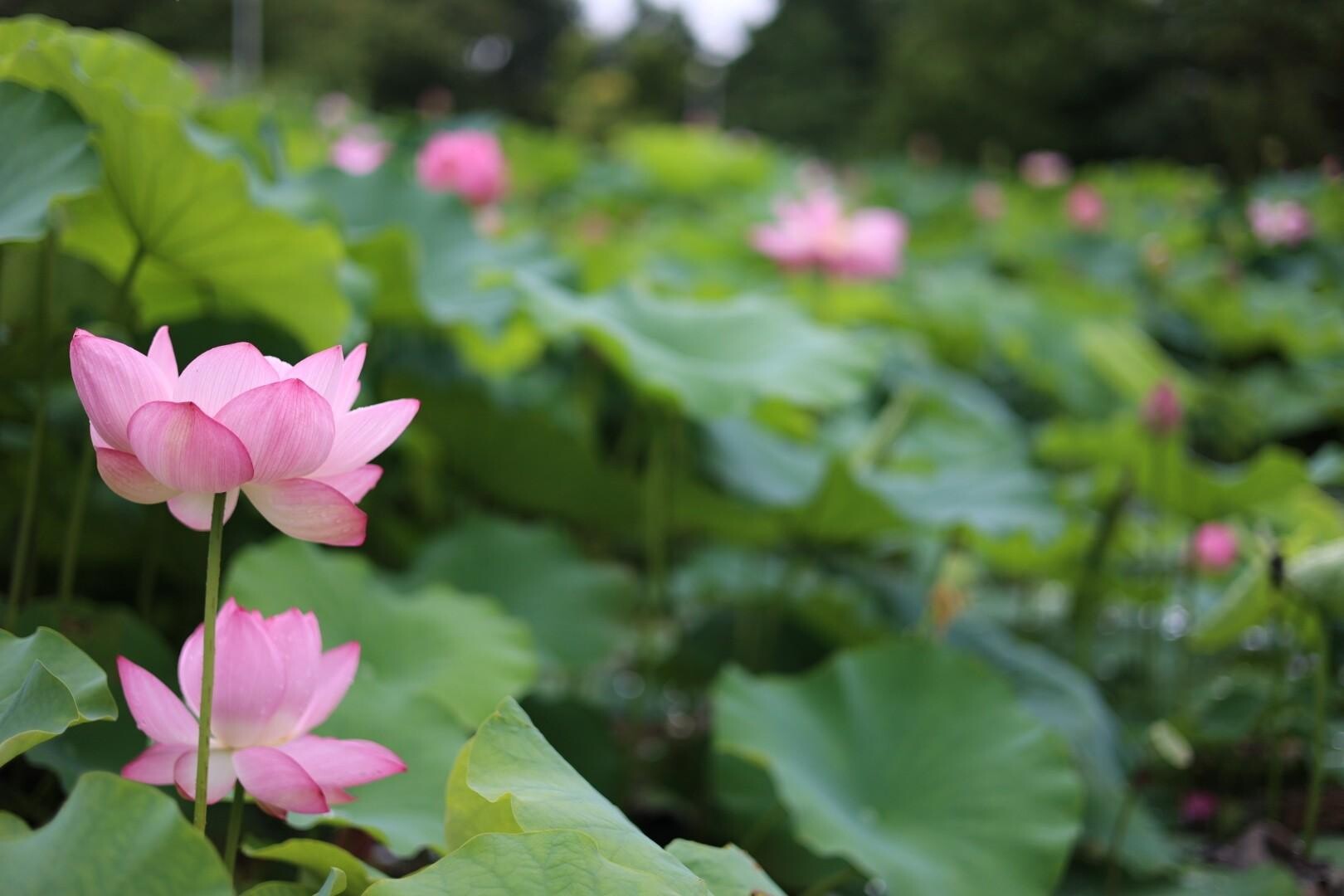 爽やか風。 / hideさんのモーメント | YAMAP / ヤマップ