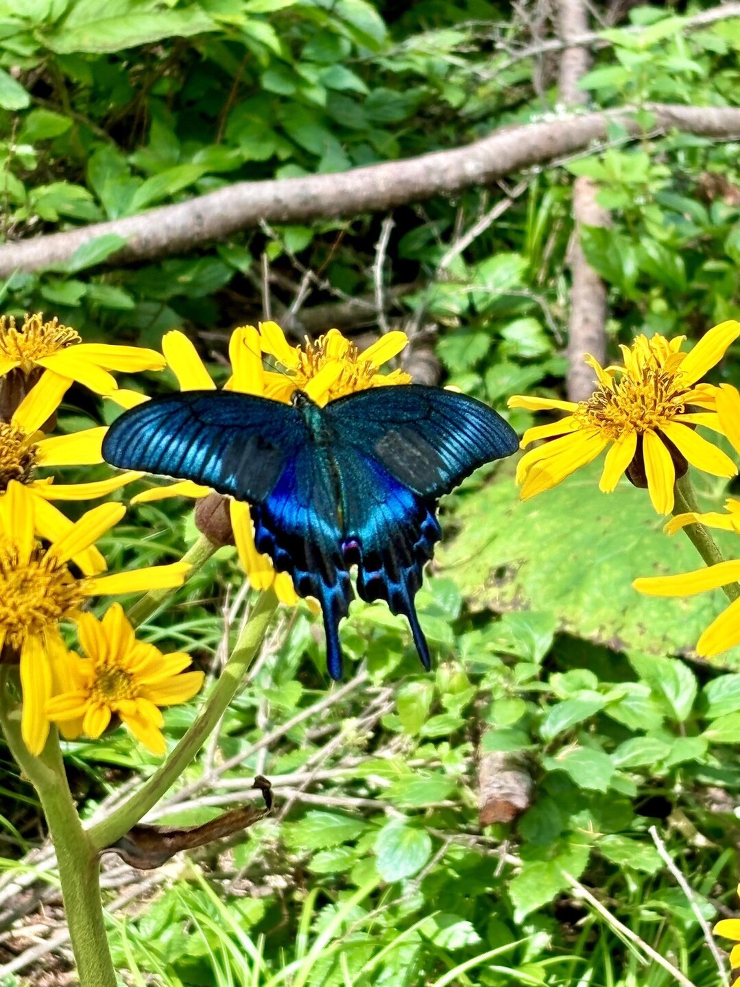 山梨💯の雨乞岳へ / Kazu.Muさんの雨乞岳の活動データ | YAMAP / ヤマップ
