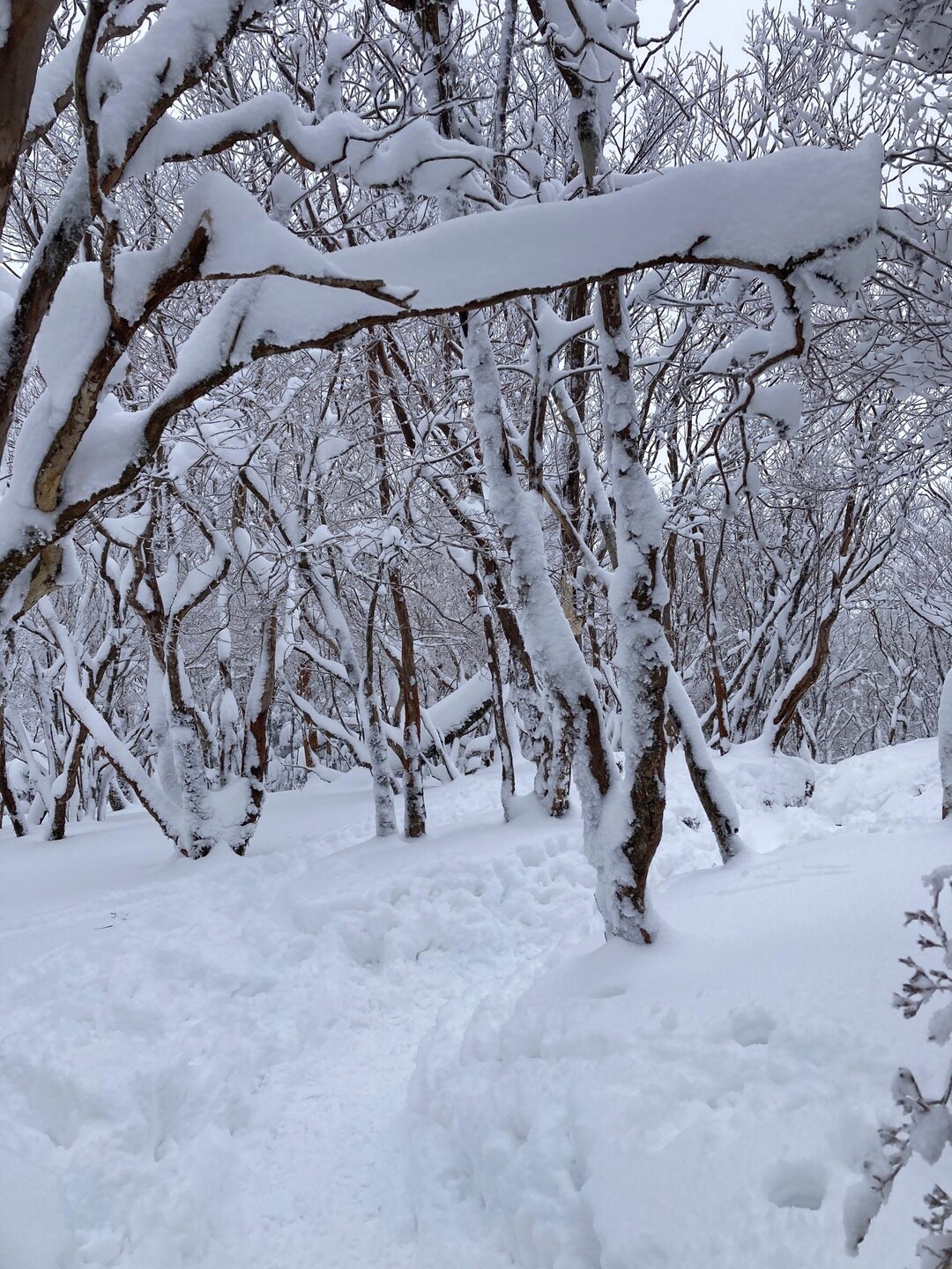 R5.1.28 三峰山 霧氷満開 ️ / こじかさんの三峰山・学能堂山・栗ノ木岳の活動データ | YAMAP / ヤマップ
