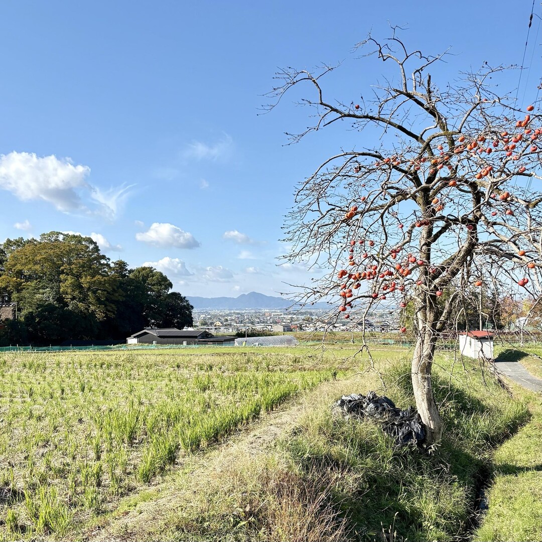 山の辺の道 （トレイル會）R6-27 / KAISAI_S38さんの三輪山・巻向山・龍王山の活動データ | YAMAP / ヤマップ