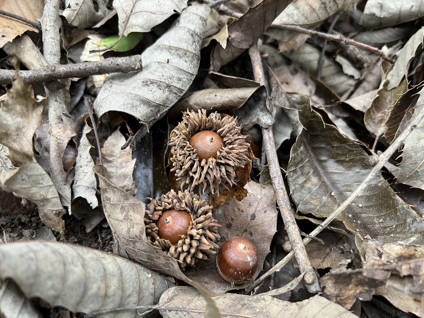 石槌山 / Y Yukoさんの蔵王山の活動データ | YAMAP / ヤマップ