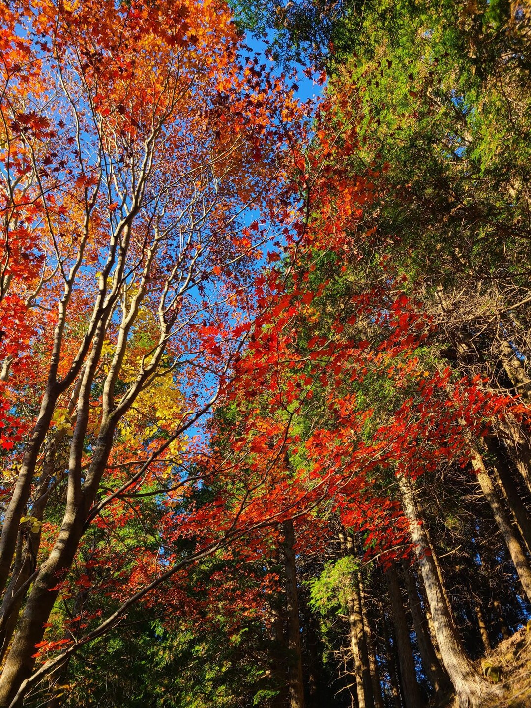 祖母山 / kiyo_4さんの祖母山の活動データ | YAMAP / ヤマップ