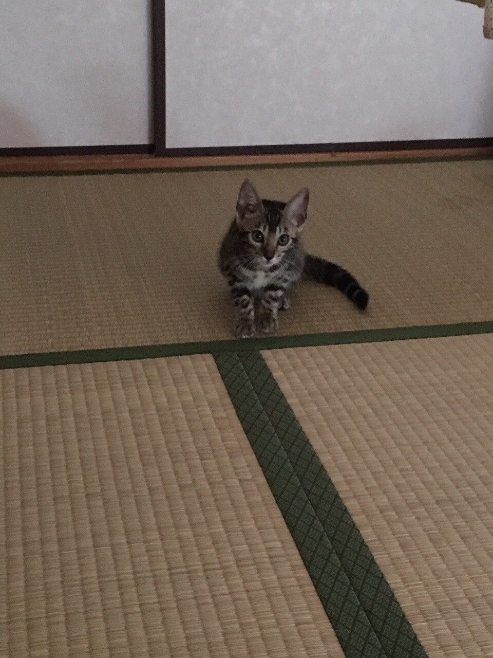 可愛いベンちゃん🐈‍⬛ 我が家に来て一... / kaoruさんのモーメント | YAMAP / ヤマップ