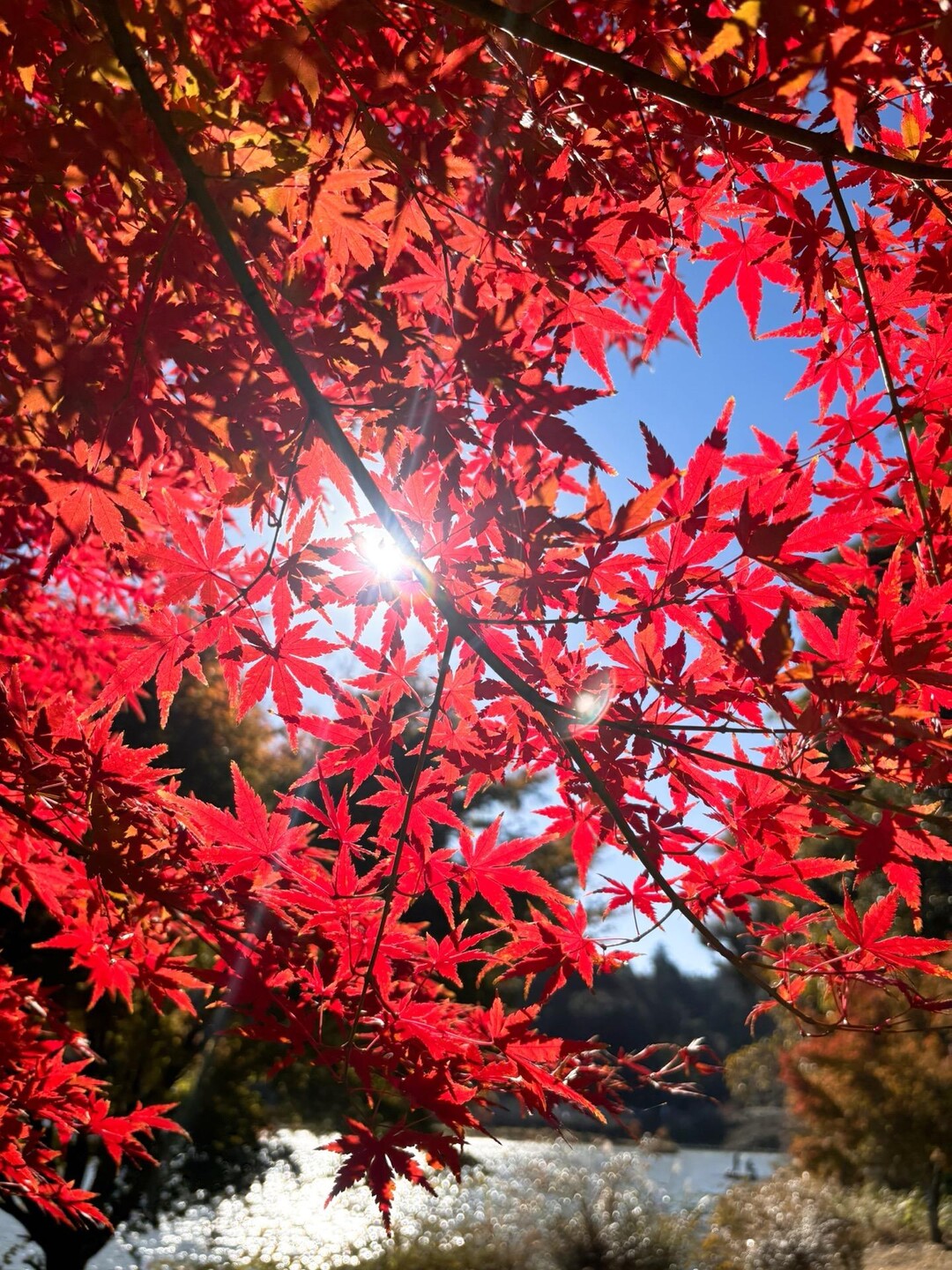 週末、JR久留里線に乗って上総亀山の亀山... / オレオさんのモーメント | YAMAP / ヤマップ