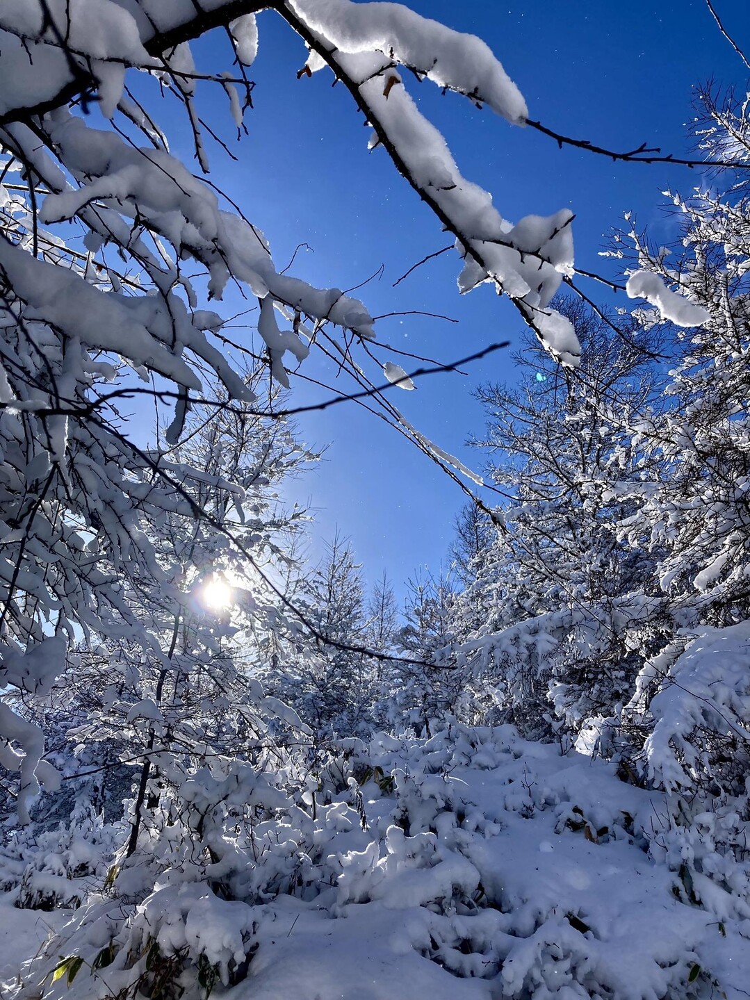 今季初の ️雪山にGO ️ / Beni-512さんの入笠山の活動日記 | YAMAP / ヤマップ