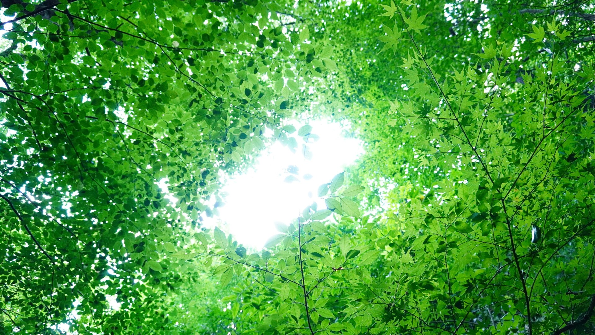 朝の大雨から始まり、嘘のように晴れた昼間... / ayaさんのモーメント | YAMAP / ヤマップ